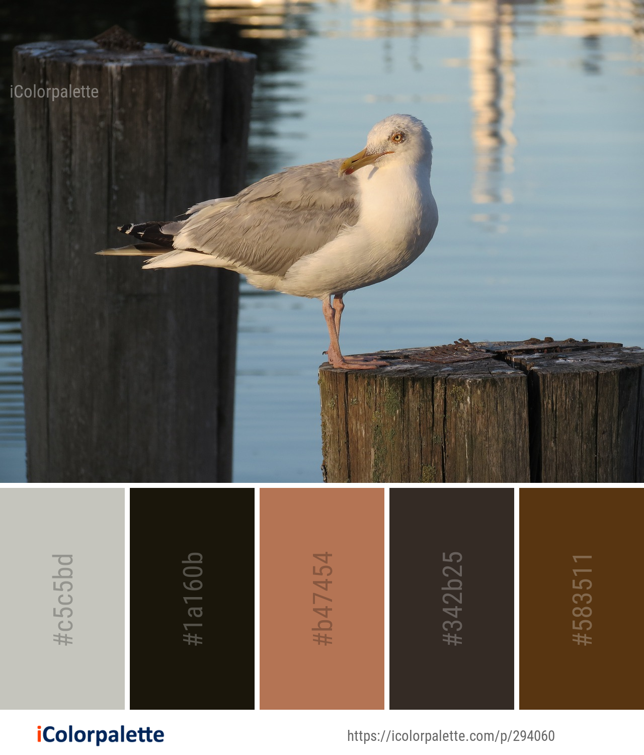 Color Palette Ideas from Bird Water Gull Image | iColorpalette