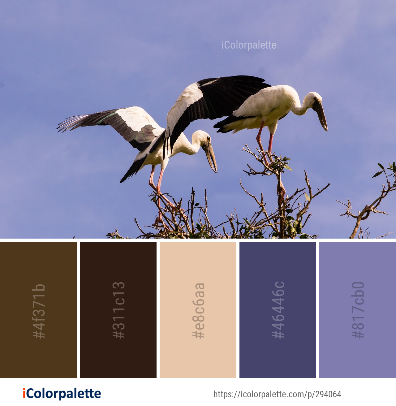 Color Palette Ideas from Bird White Stork Image | iColorpalette