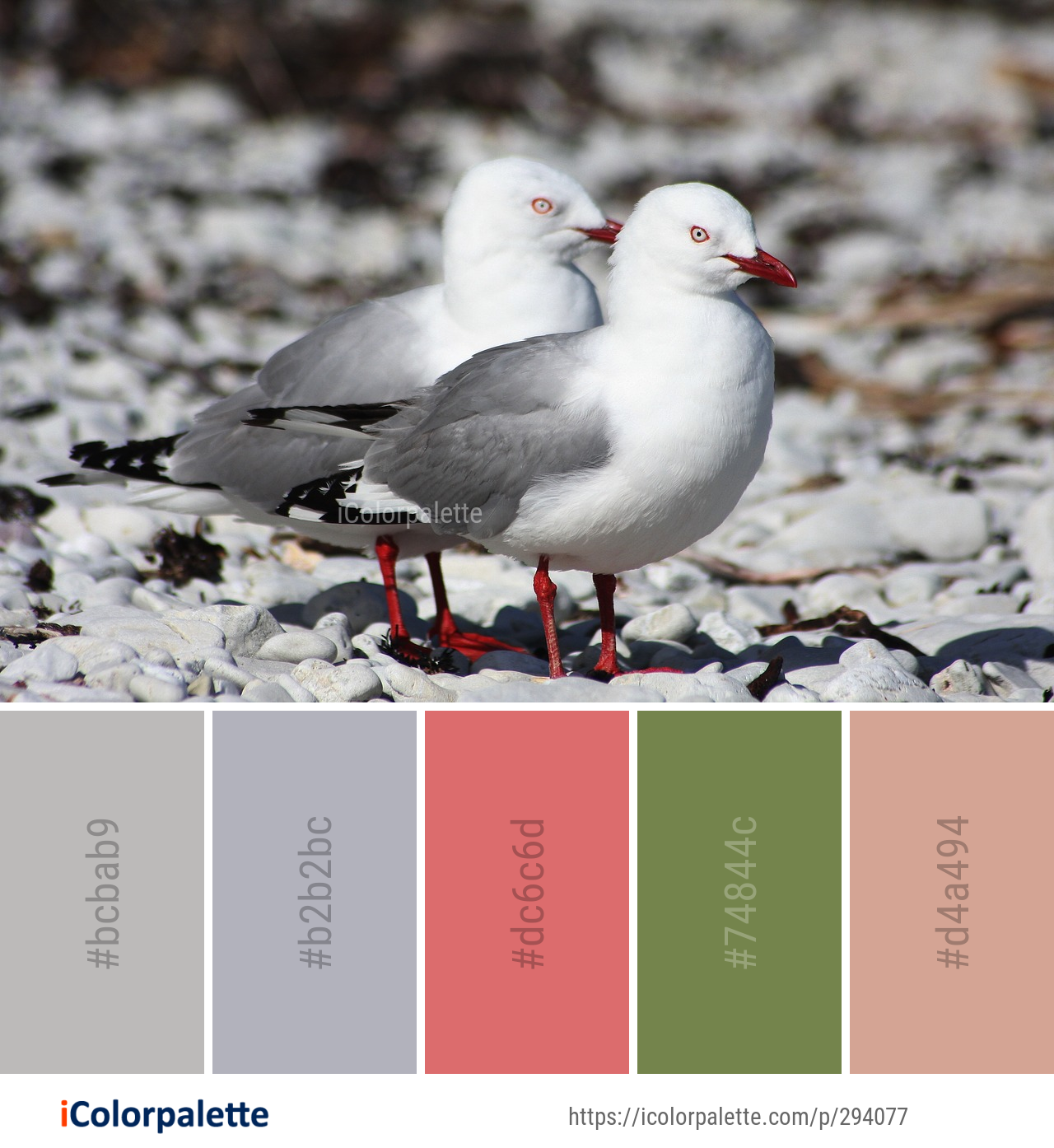 Color Palette Ideas from Bird Gull Seabird Image | iColorPalette