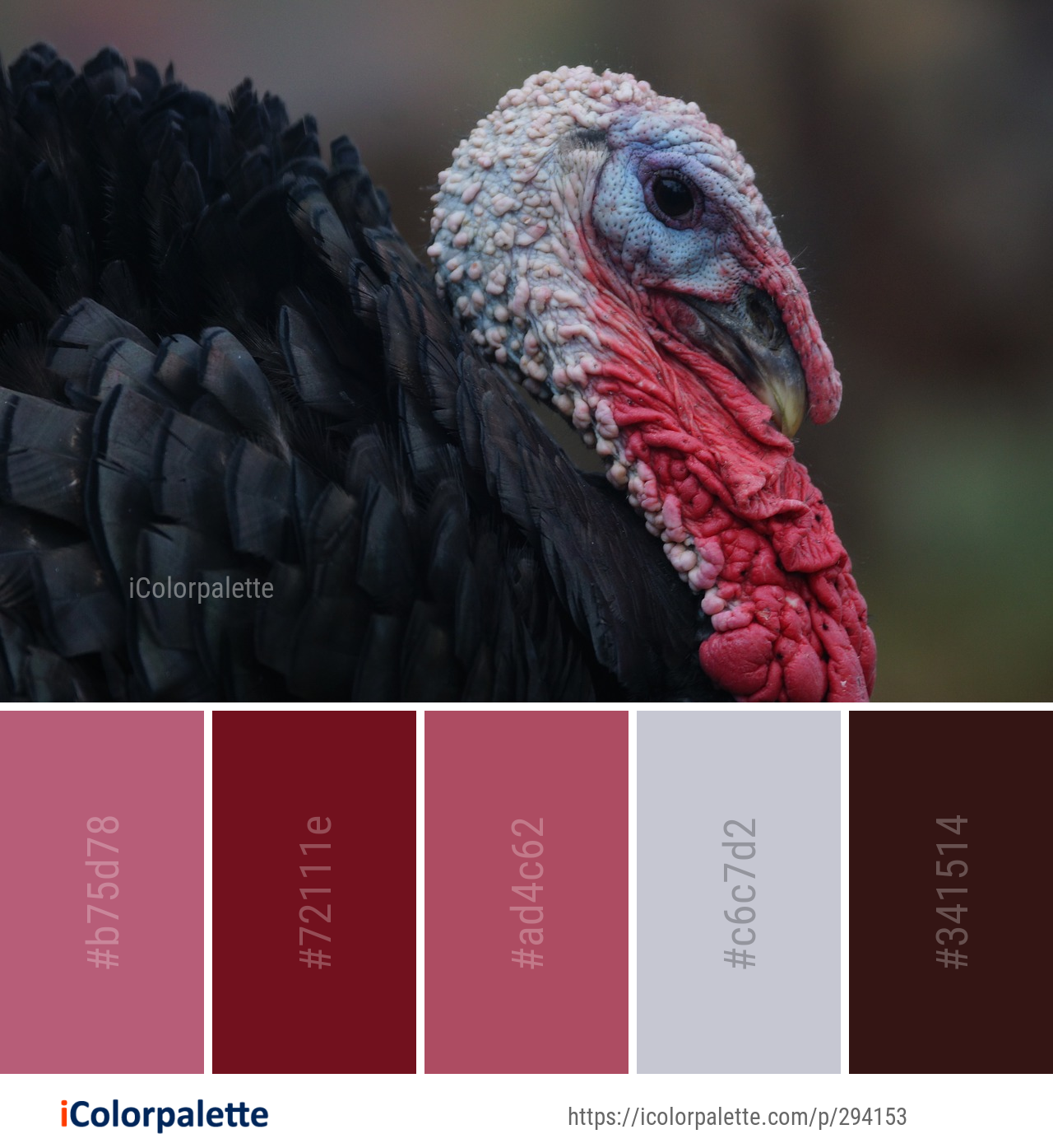 Color Palette Ideas from Beak Wild Turkey Domesticated Image ...