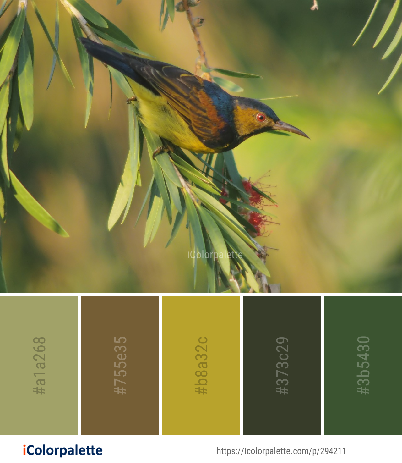 Color Palette Ideas from Bird Fauna Beak Image | iColorpalette
