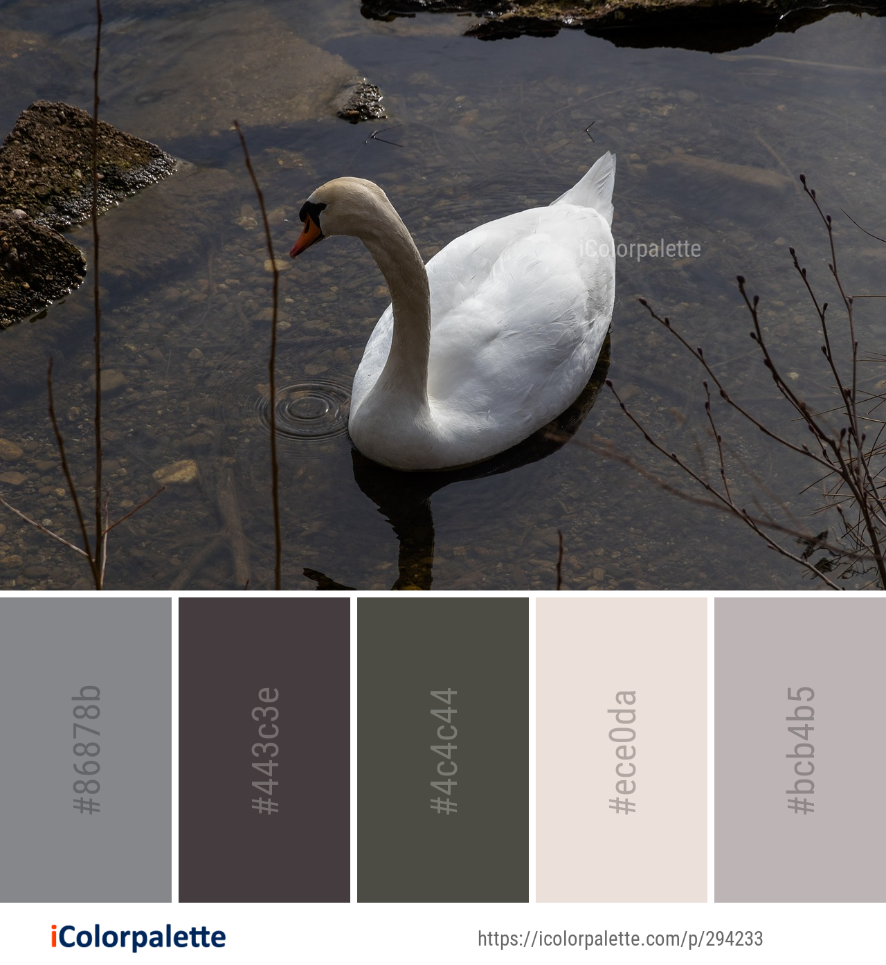 Color Palette Ideas from Swan Bird Water Image | iColorpalette