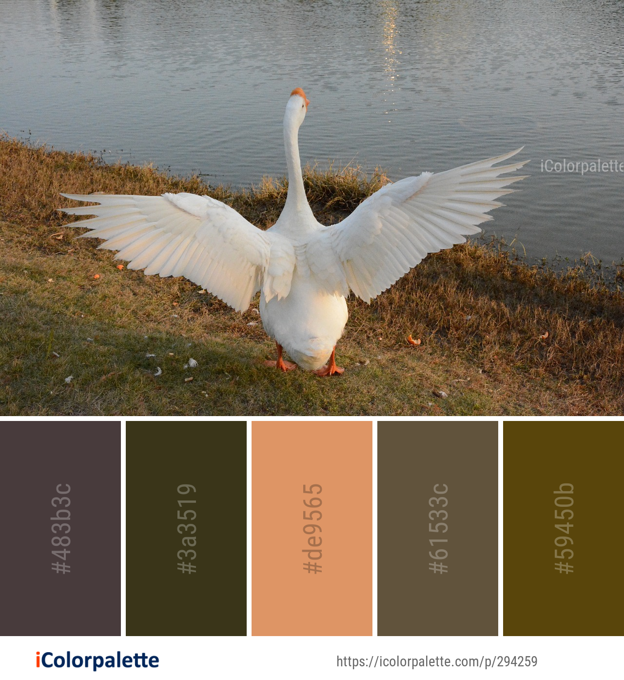 Color Palette Ideas from Bird Swan Water Image | iColorpalette