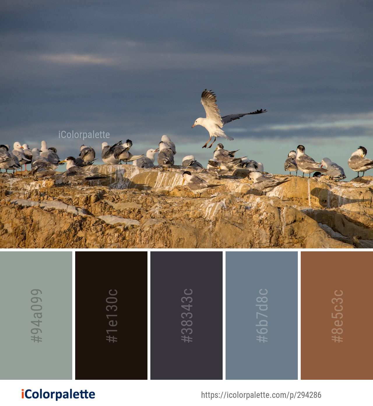 Color Palette Ideas from Sky Fauna Bird Image | iColorpalette