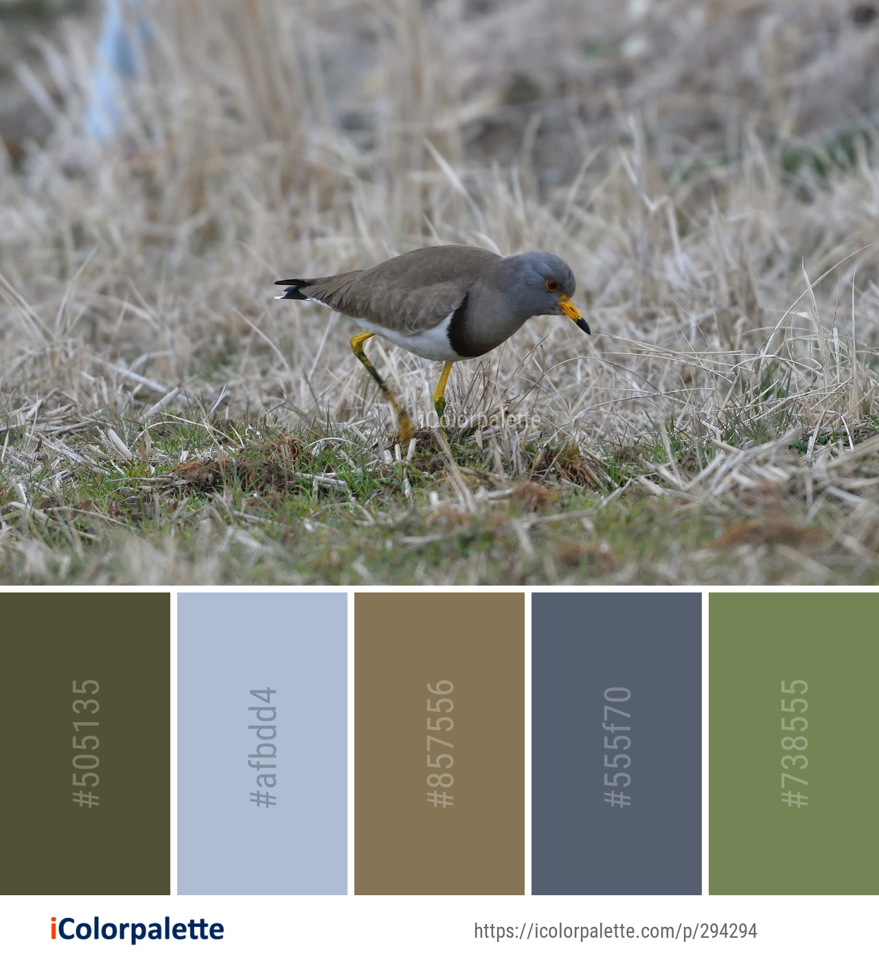 Color Palette Ideas from Bird Beak Fauna Image | iColorpalette