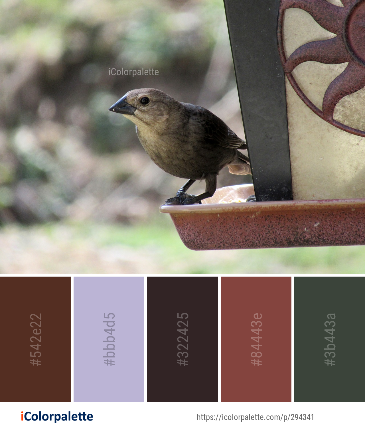 144+ Sparrow Color Palette ideas in 2026 | iColorPalette