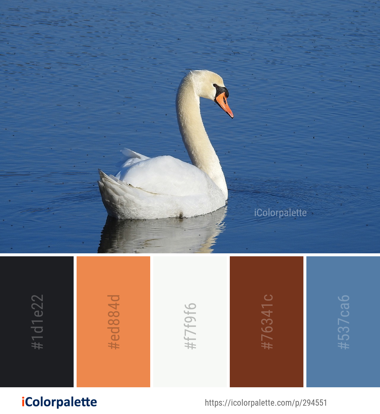 Color Palette Ideas from Swan Bird Water Image | iColorpalette