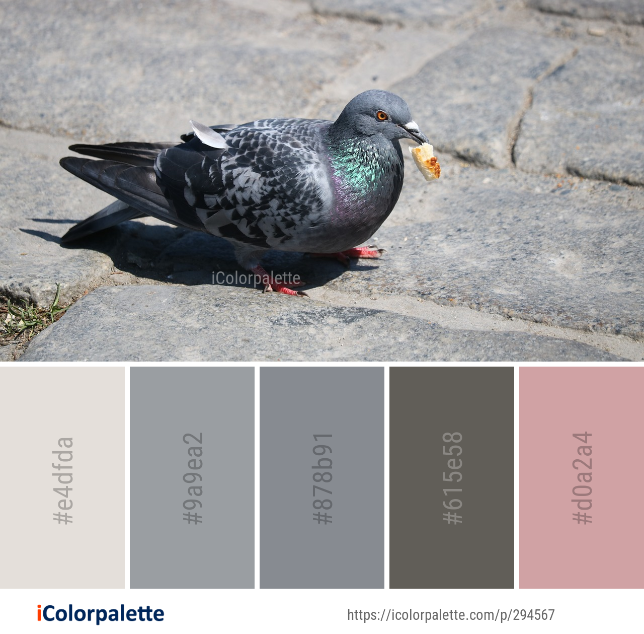 Color Palette Ideas from Bird Pigeons And Doves Beak Image | iColorpalette