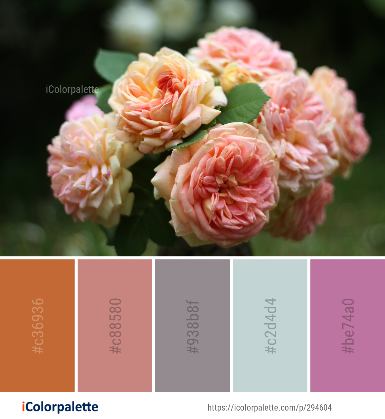 Color Palette Ideas from Rose Flower Family Image | iColorpalette