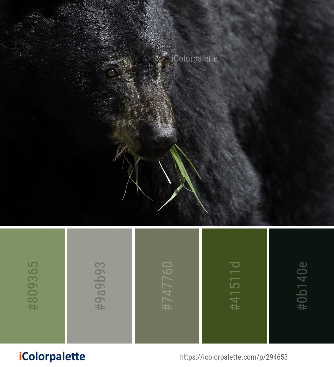 Color Palette Ideas from Black American Bear Mammal Image | iColorpalette