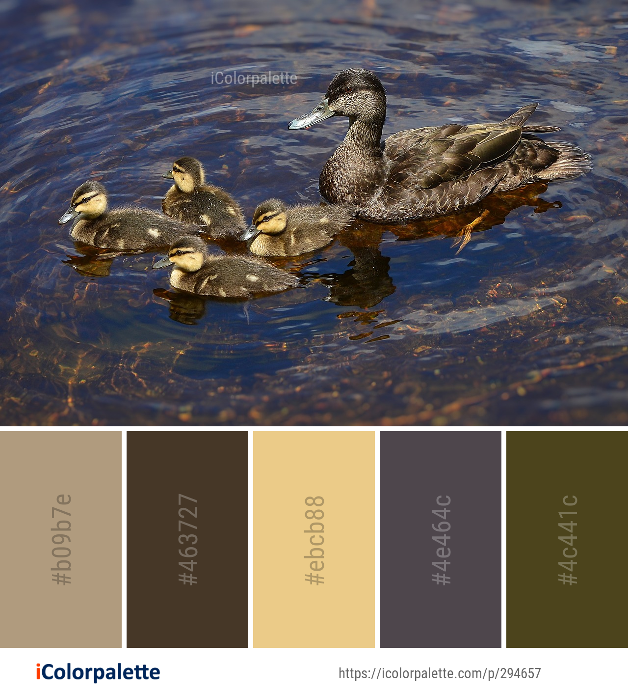 Color Palette Ideas from Duck Water Bird Image | iColorpalette
