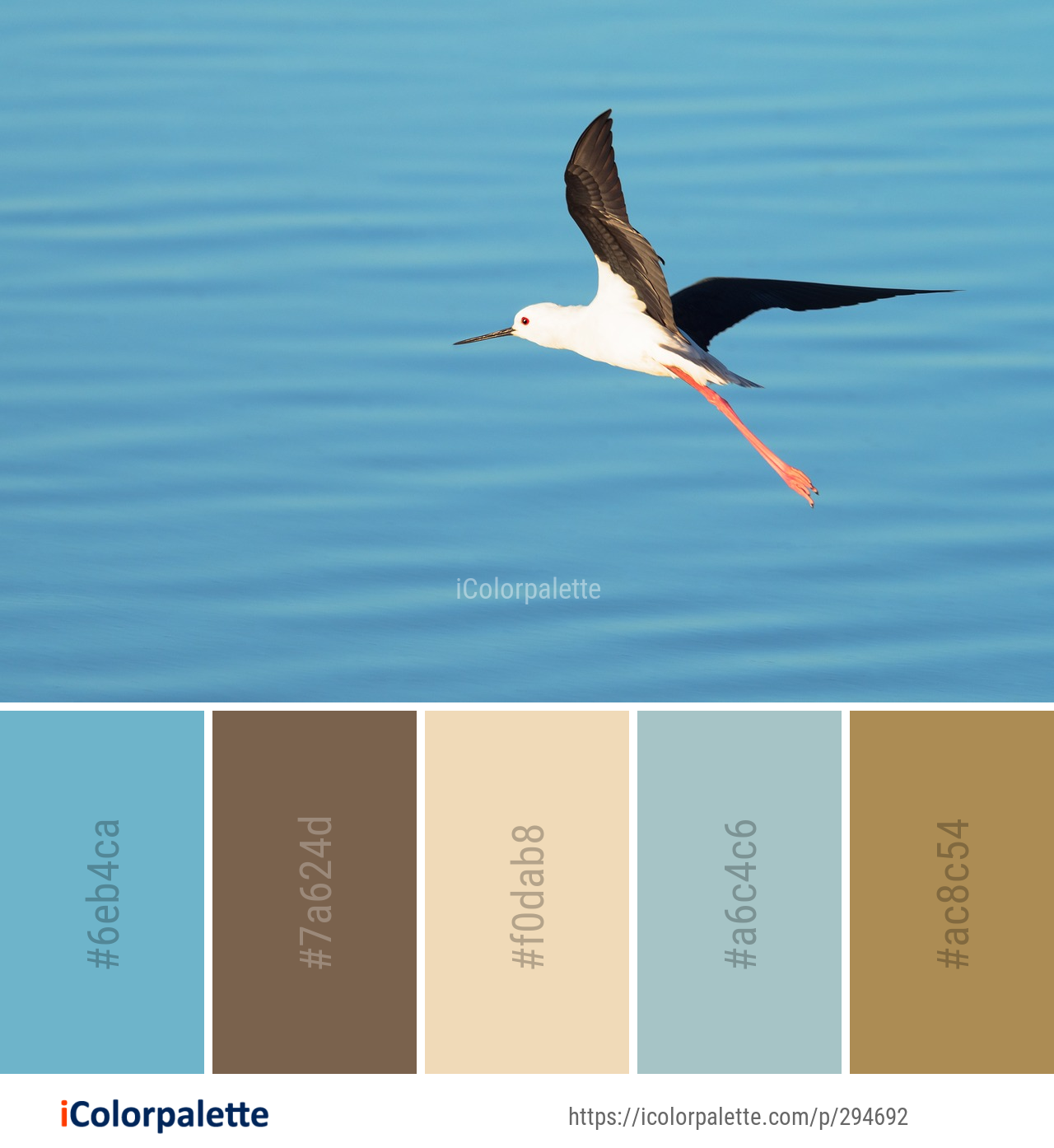 Color Palette Ideas from Ecosystem Bird Fauna Image | iColorpalette