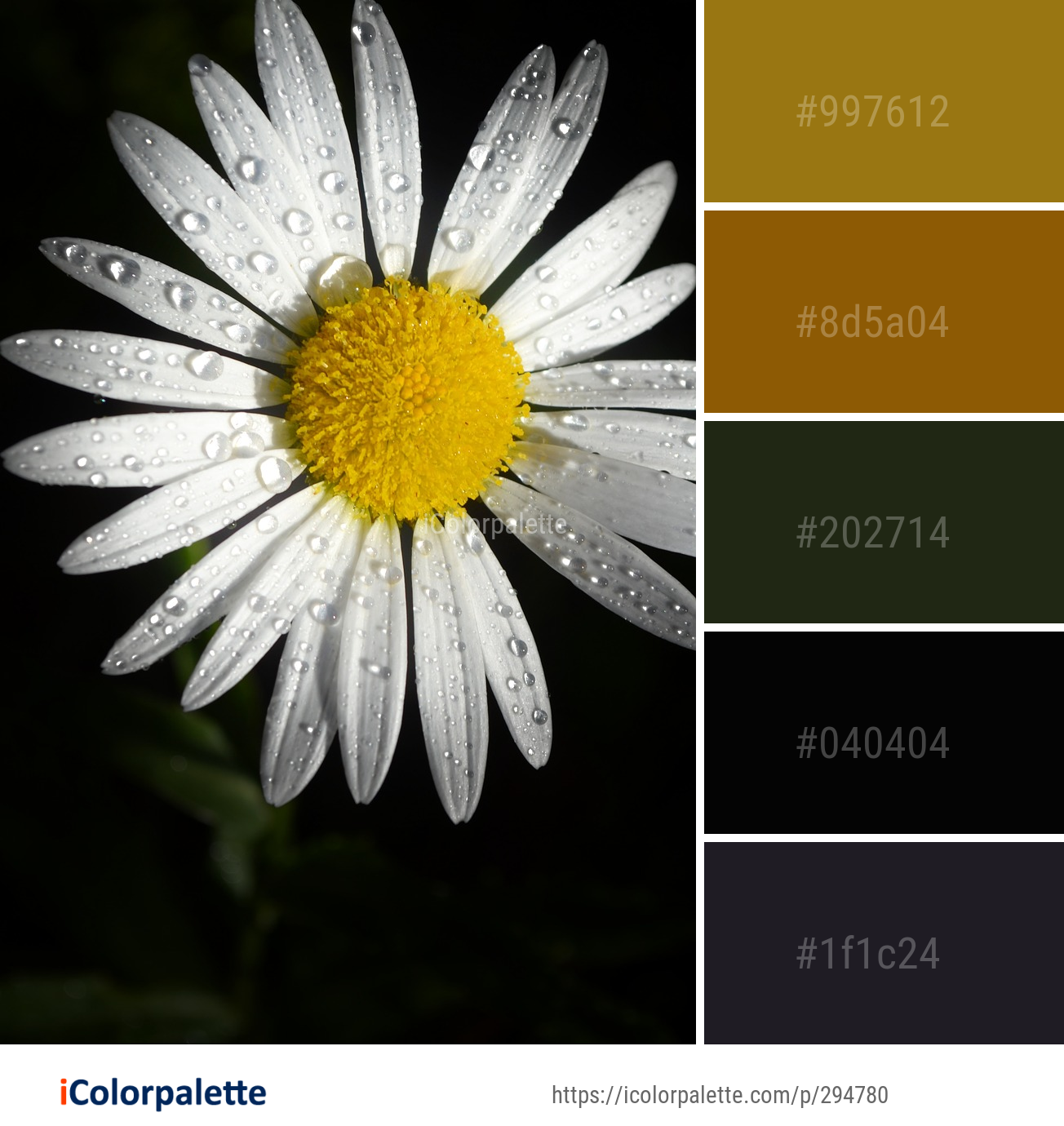 Color Palette Ideas from Flower Oxeye Daisy Image | iColorpalette