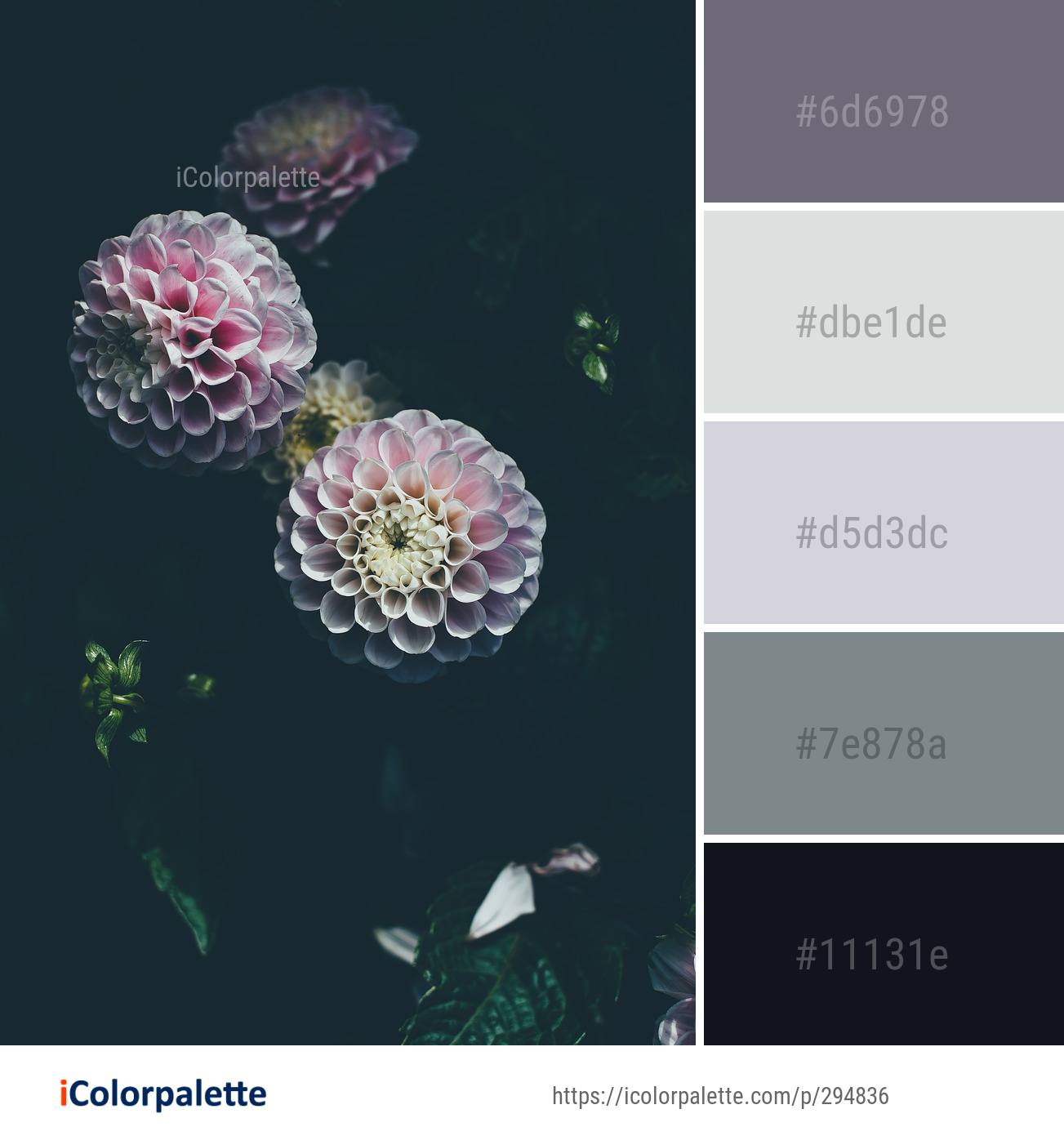 Color Palette Ideas from Flower Petal Still Life Photography Image ...