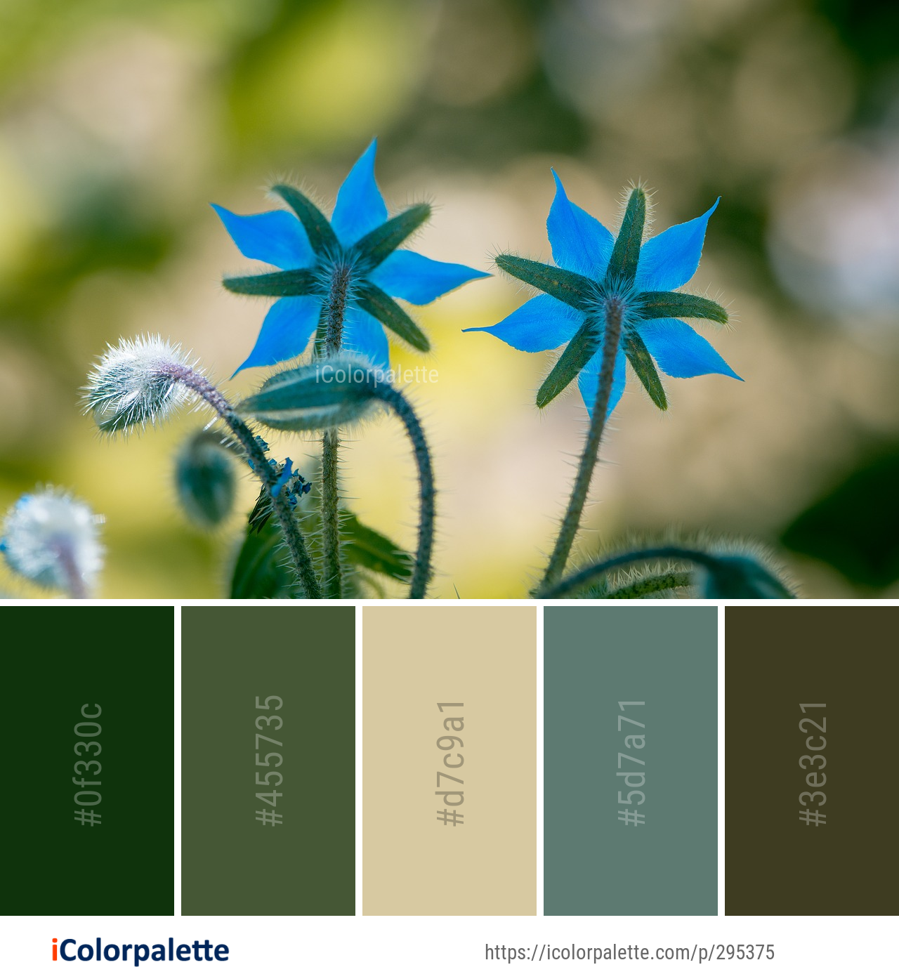 Color Palette Ideas from Blue Flora Flower Image | iColorpalette