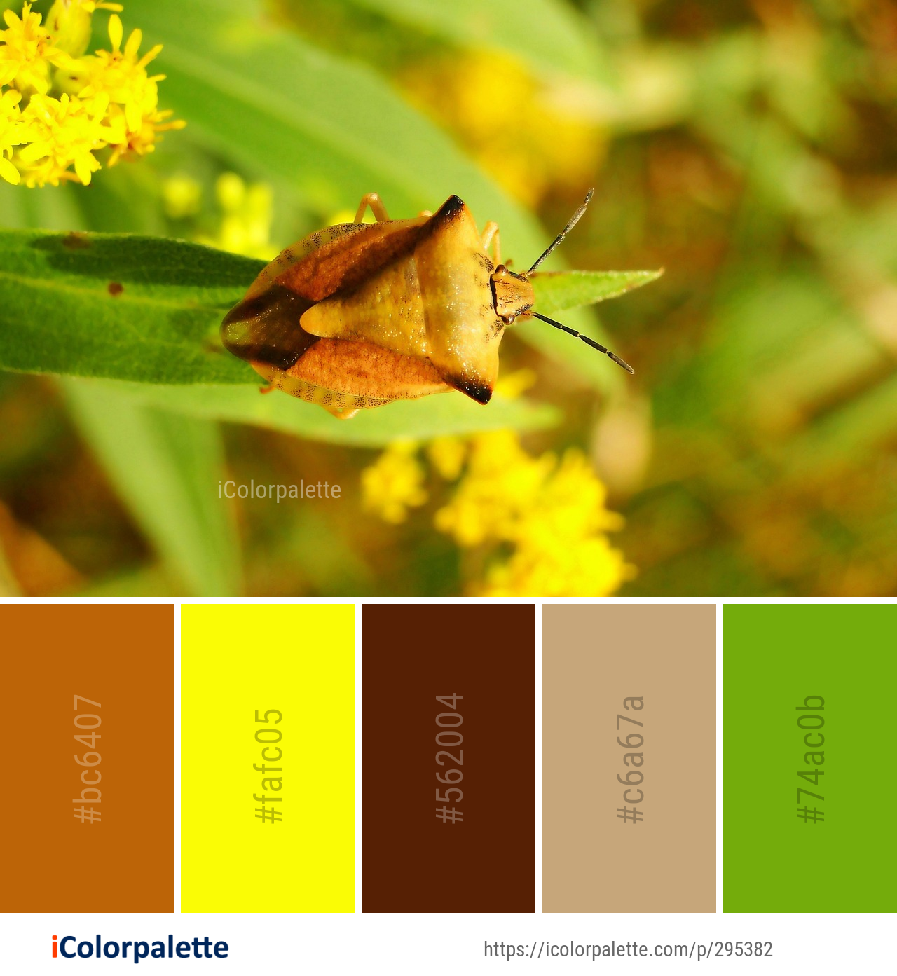 Color Palette Ideas from Insect Fauna Moth Image | iColorpalette