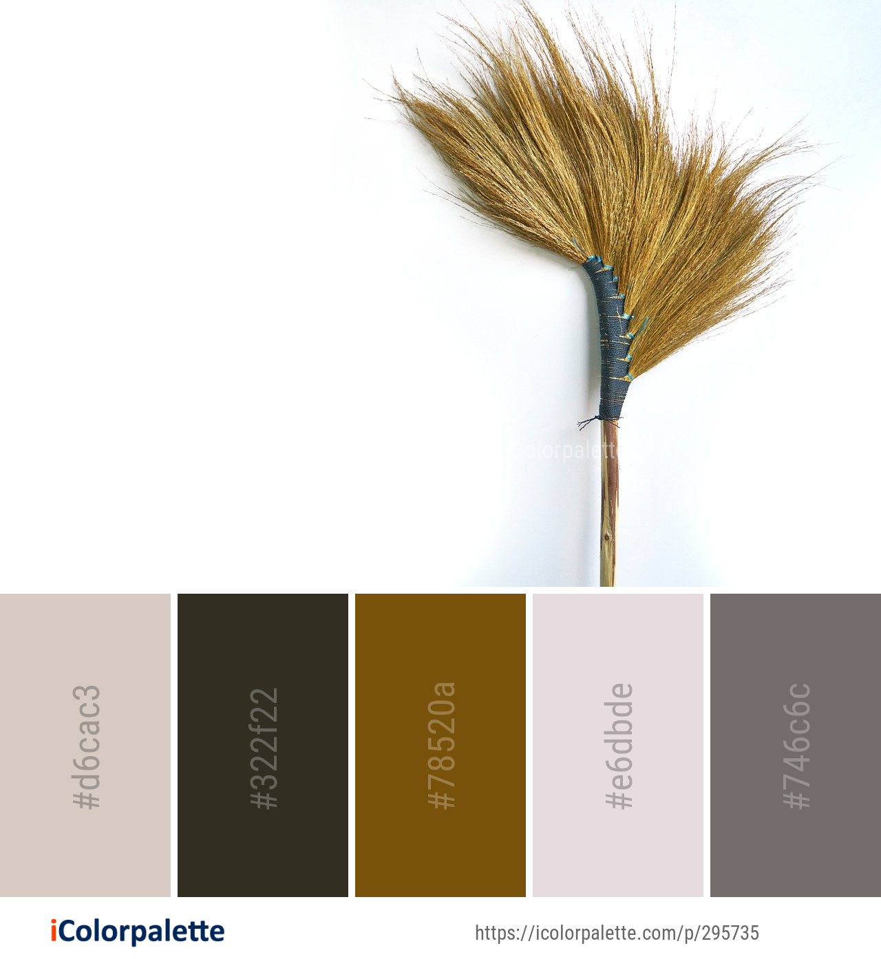 Color Palette Ideas from Grass Family Commodity Food Grain Image ...