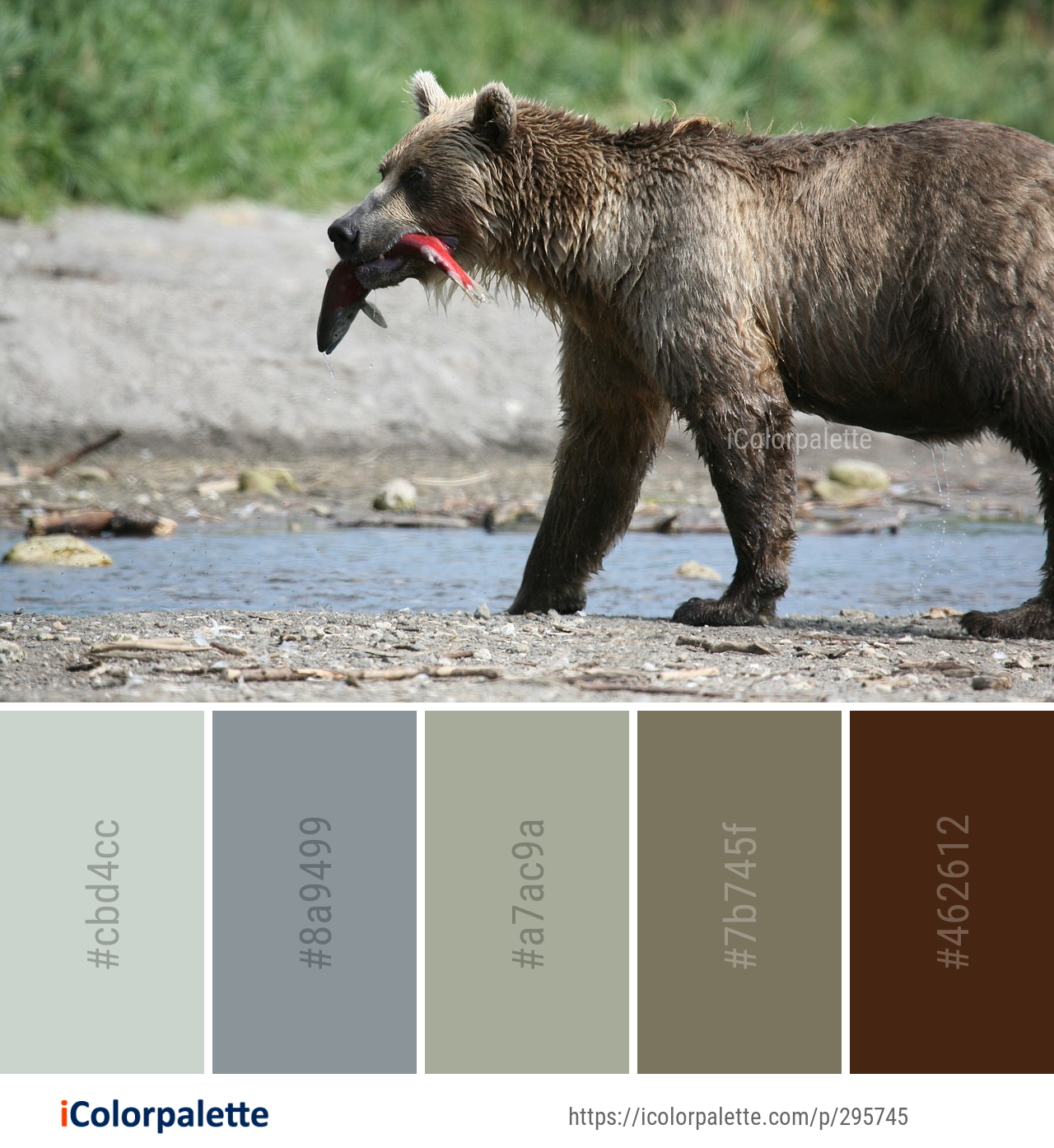 Color Palette Ideas from Grizzly Bear Mammal Brown Image | iColorpalette