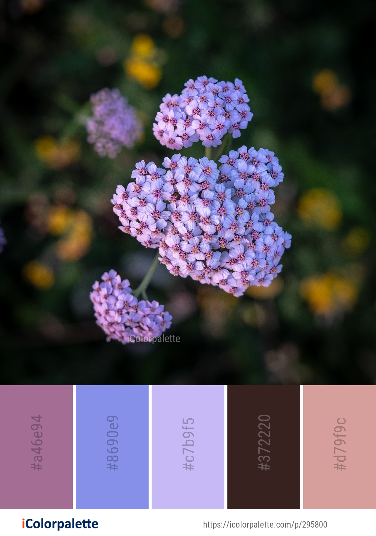 Color Palette Ideas from Flower Lilac Purple Image | iColorpalette