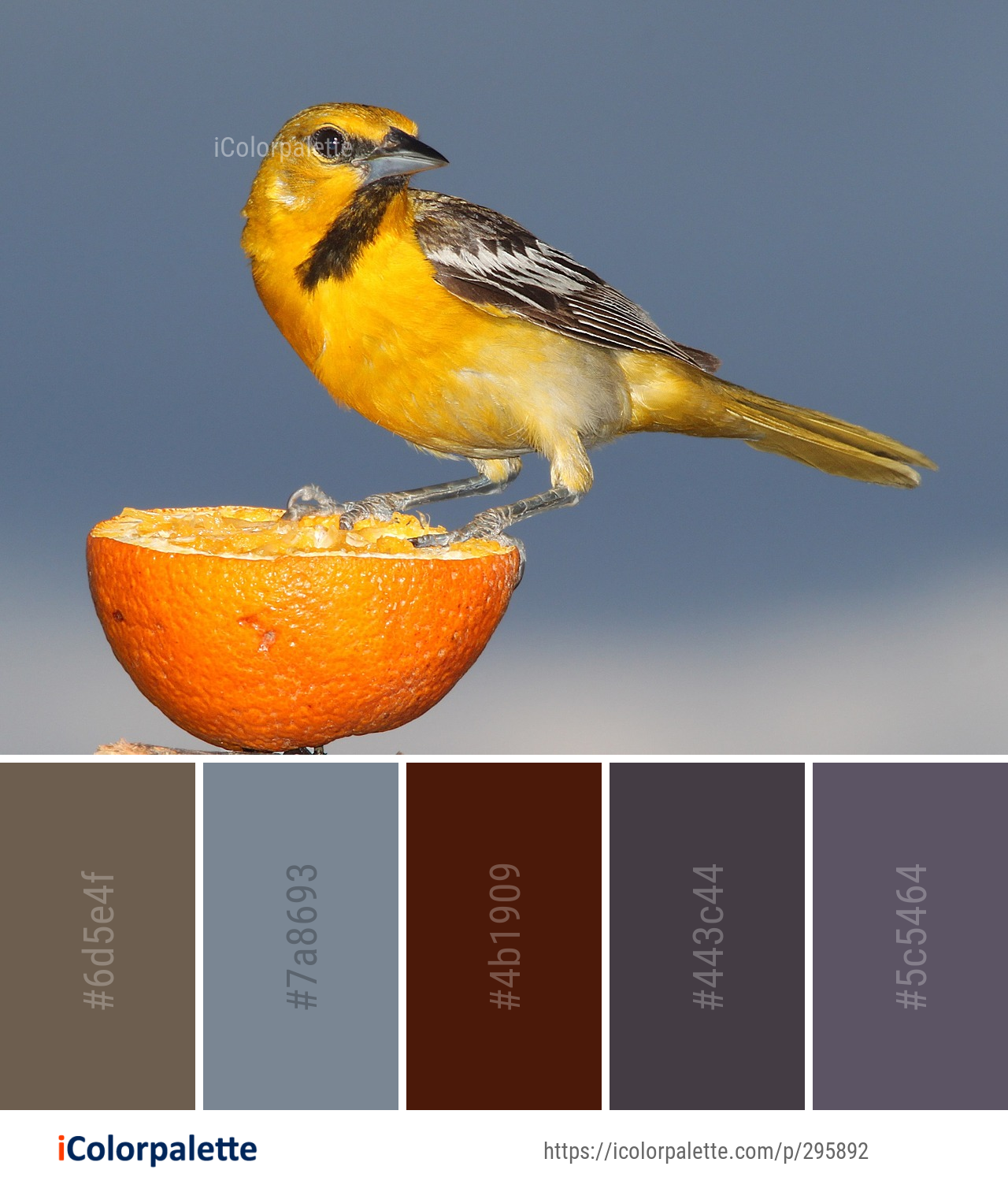 22+ Old World Oriole Color Palette ideas in 2025 | iColorPalette