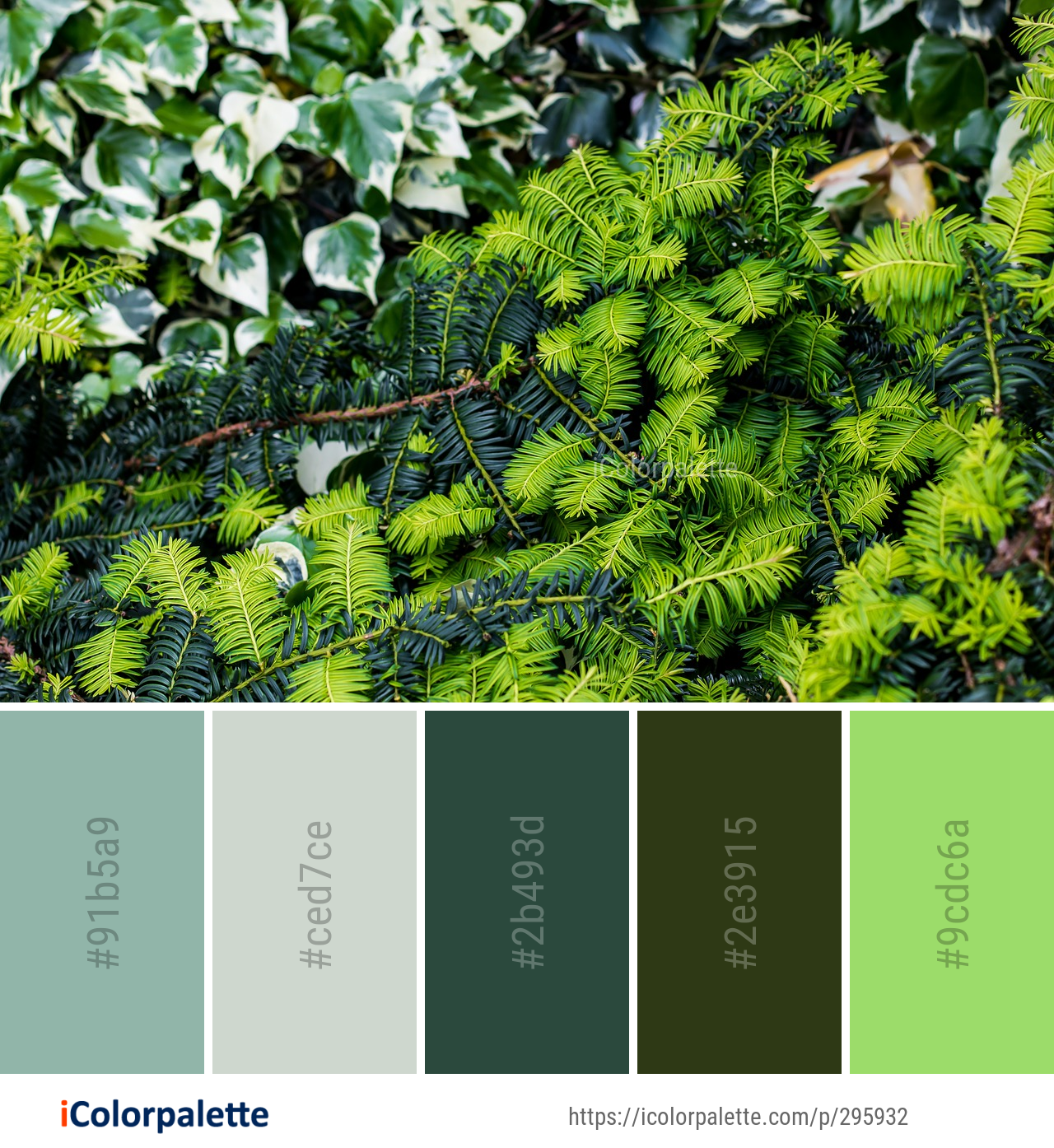 Color Palette Ideas from Vegetation Tree Ecosystem Image | iColorpalette