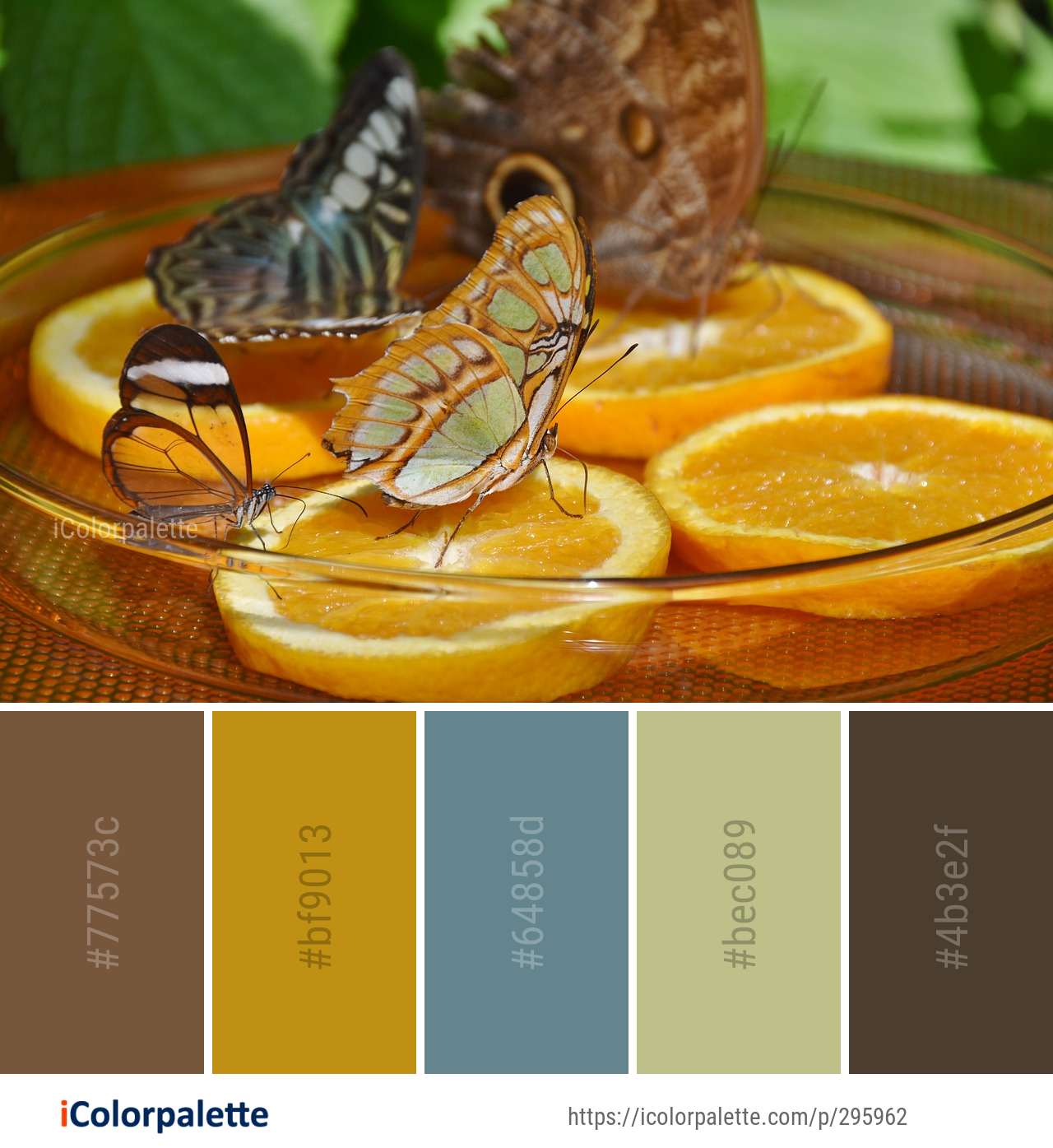 Color Palette Ideas from Moths And Butterflies Butterfly Insect Image ...