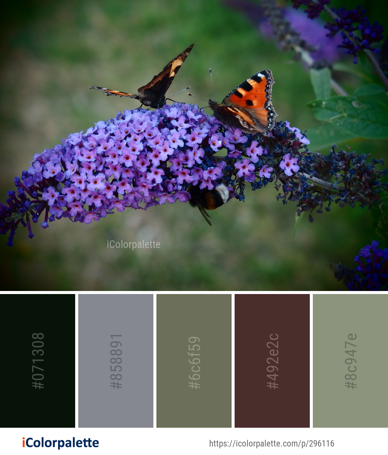 Color Palette Ideas from Butterfly Moths And Butterflies Brush Footed ...