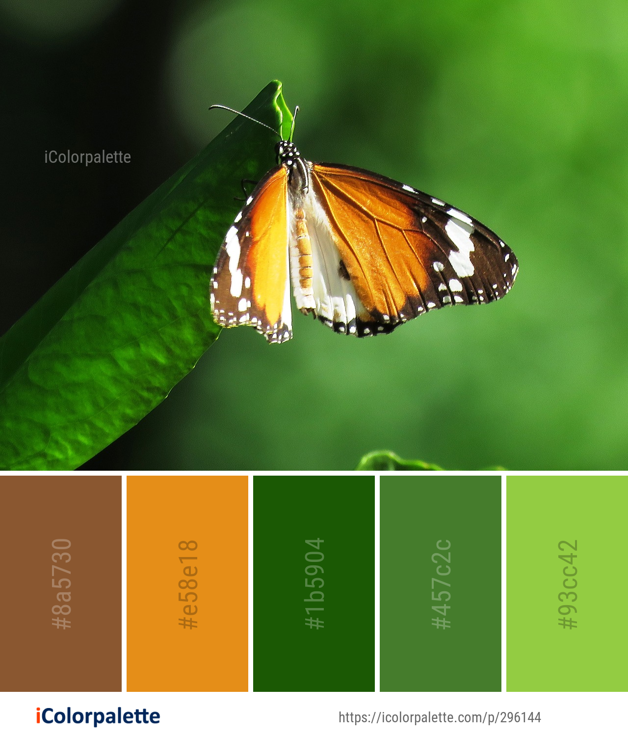 Color Palette Ideas from Butterfly Insect Moths And Butterflies Image ...