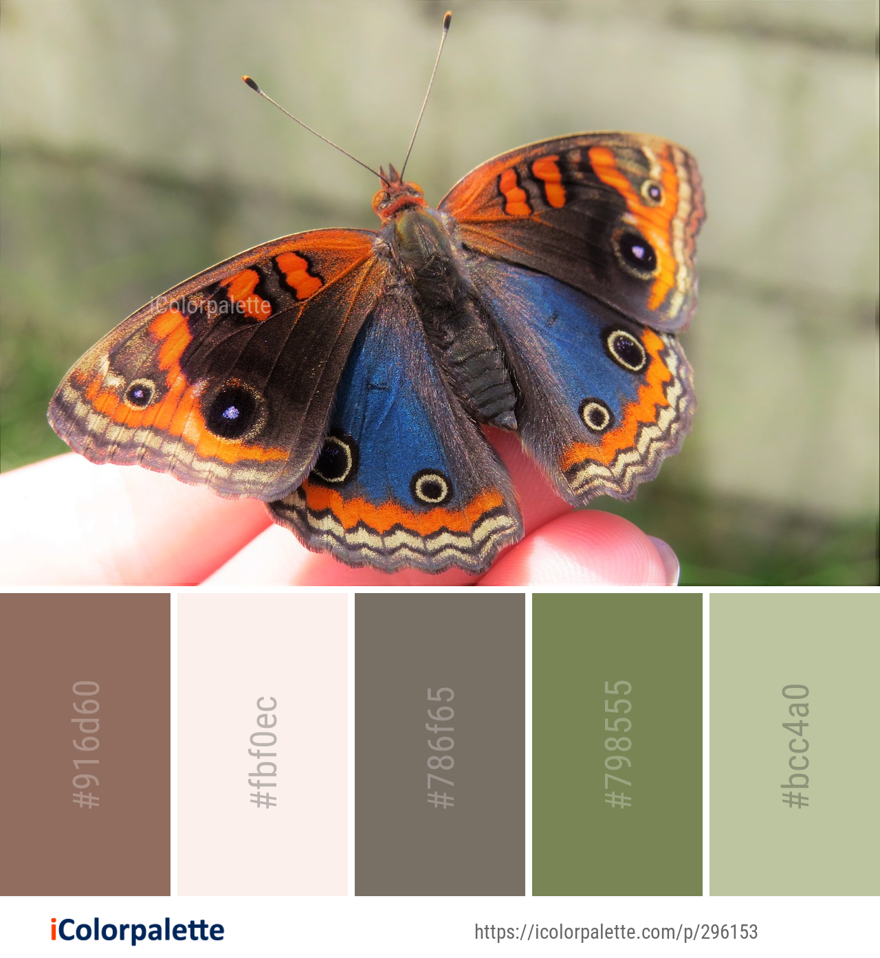 Color Palette Ideas from Butterfly Moths And Butterflies Insect Image ...