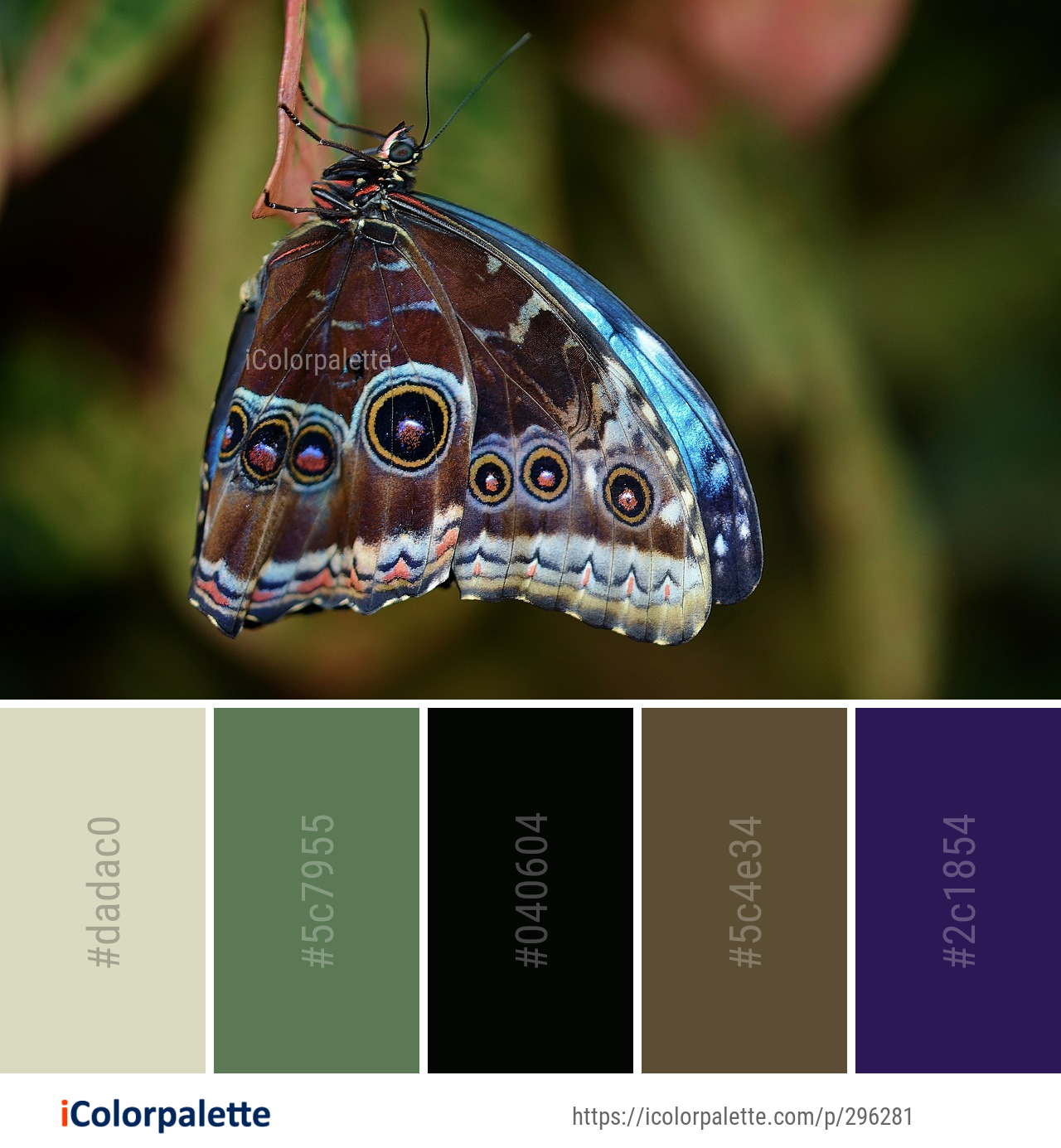 Color Palette Ideas from Butterfly Moths And Butterflies Insect Image ...