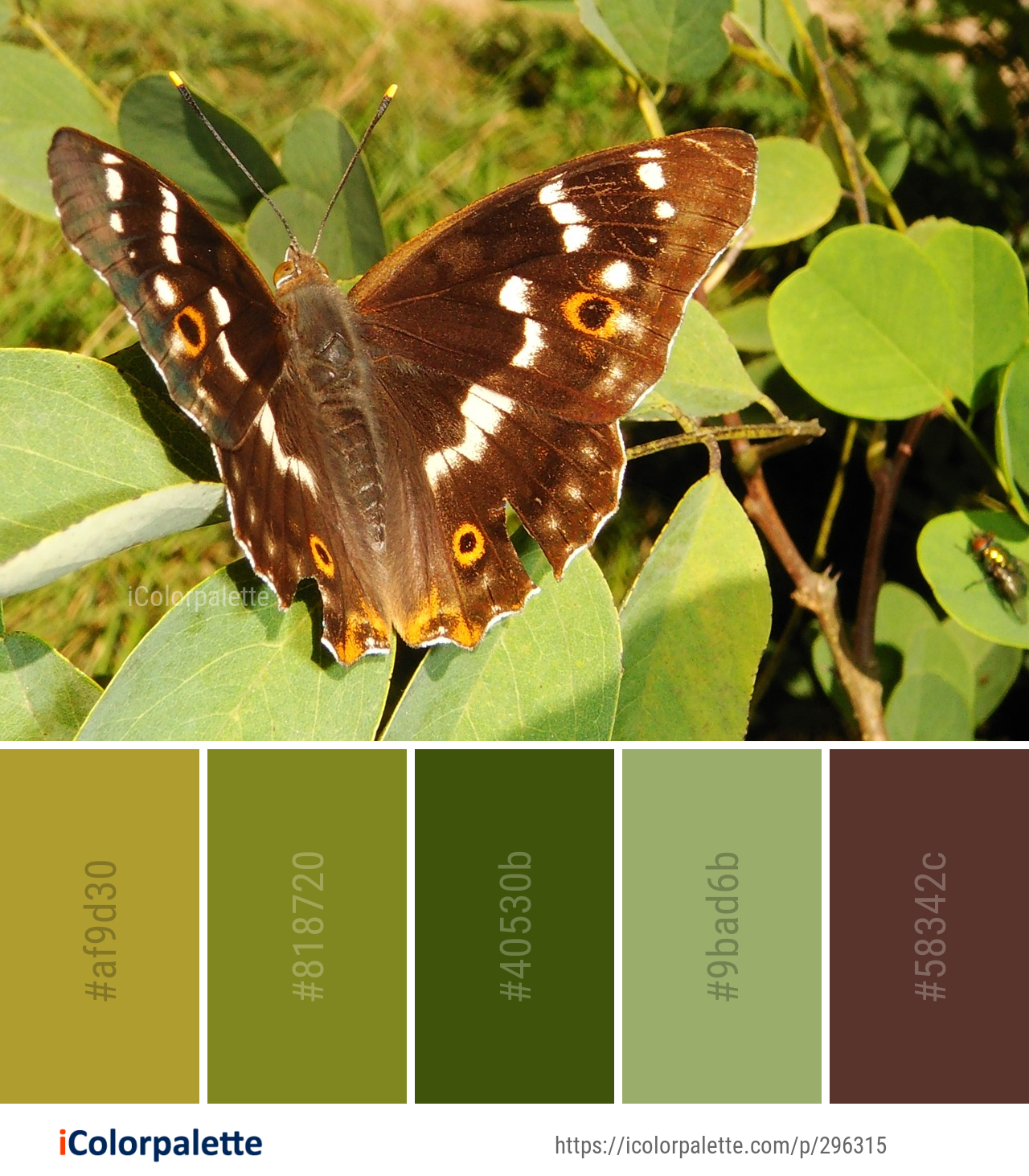 Color Palette Ideas from Butterfly Moths And Butterflies Insect Image ...