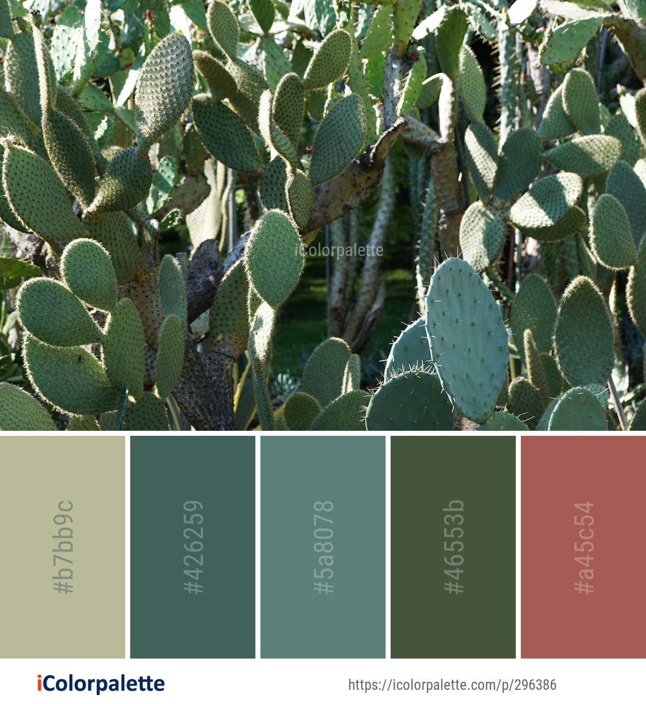 Color Palette Ideas from Plant Cactus Vegetation Image | iColorpalette