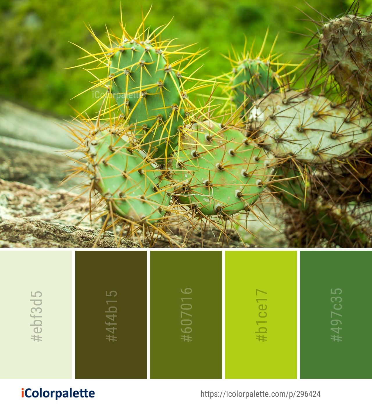 Color Palette Ideas from Plant Cactus Thorns Spines And Prickles Image ...