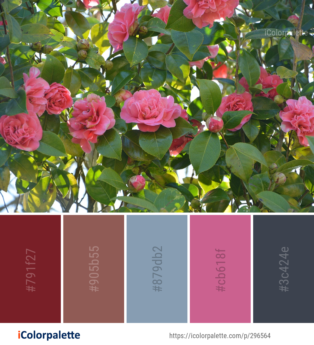 camellia – iColorpalette