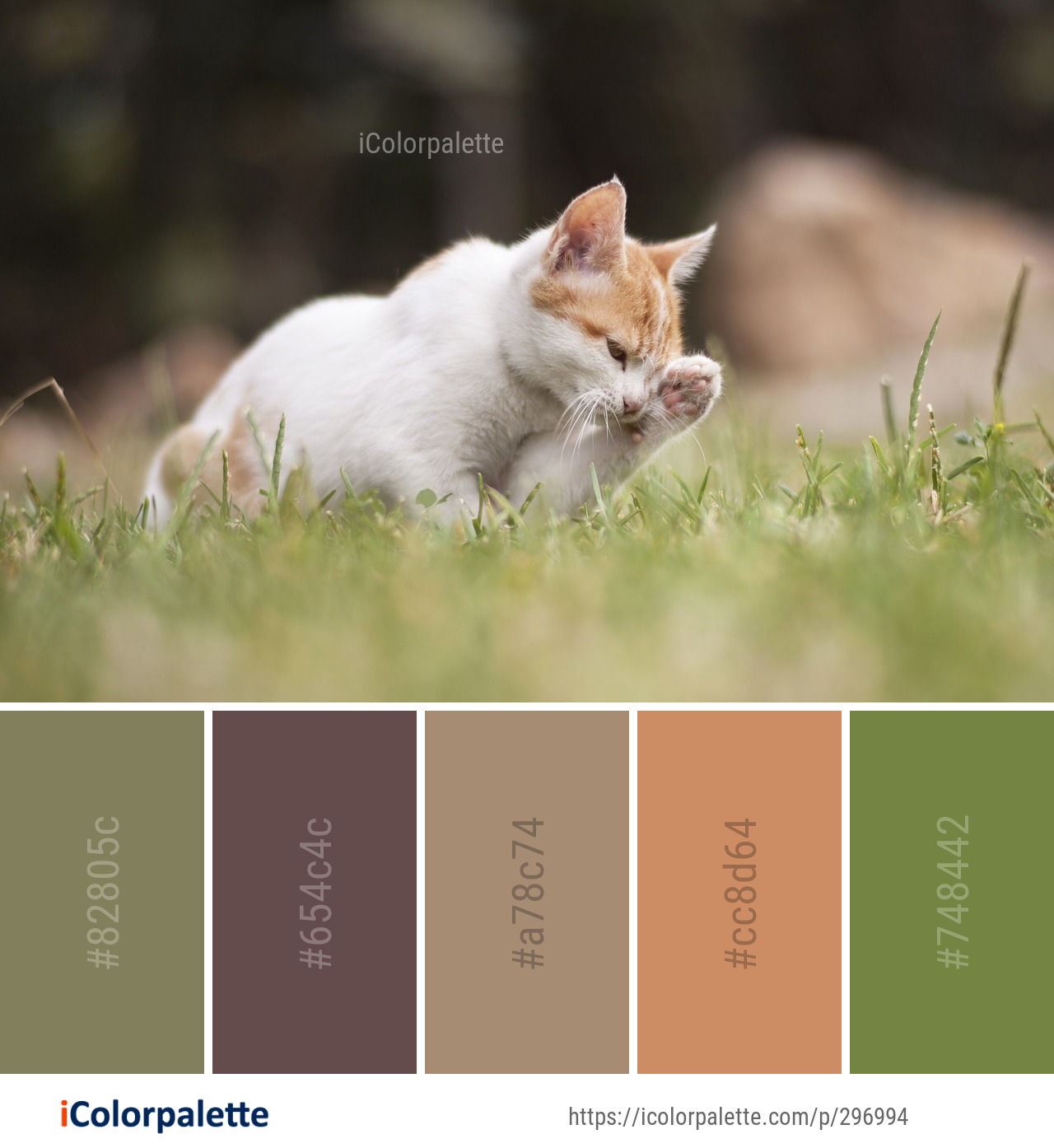 Color Palette Ideas from Cat Fauna Small To Medium Sized Cats Image ...