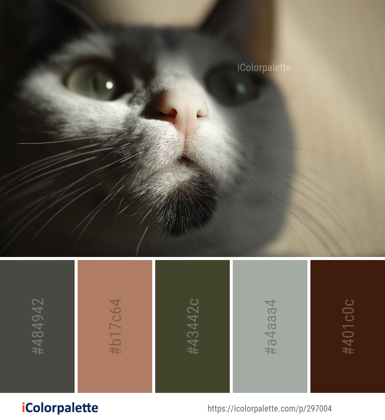 Color Palette Ideas from Cat Whiskers Face Image | iColorpalette