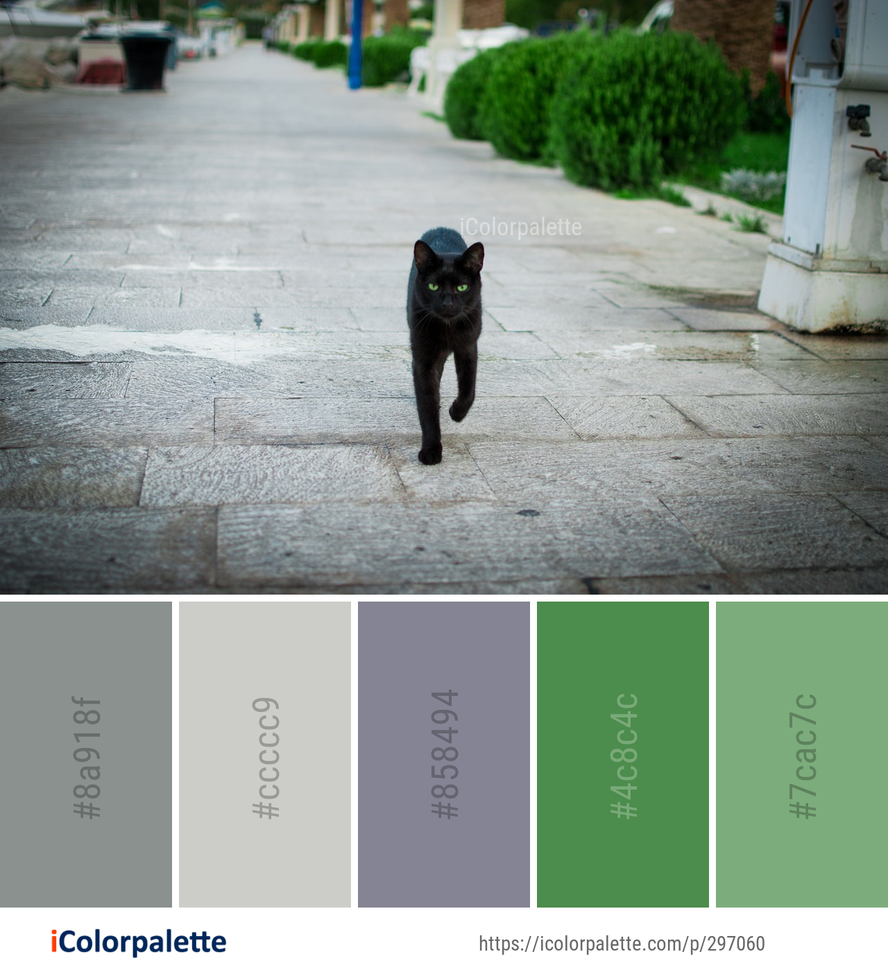 Color Palette Ideas from Cat Small To Medium Sized Cats Road Image ...