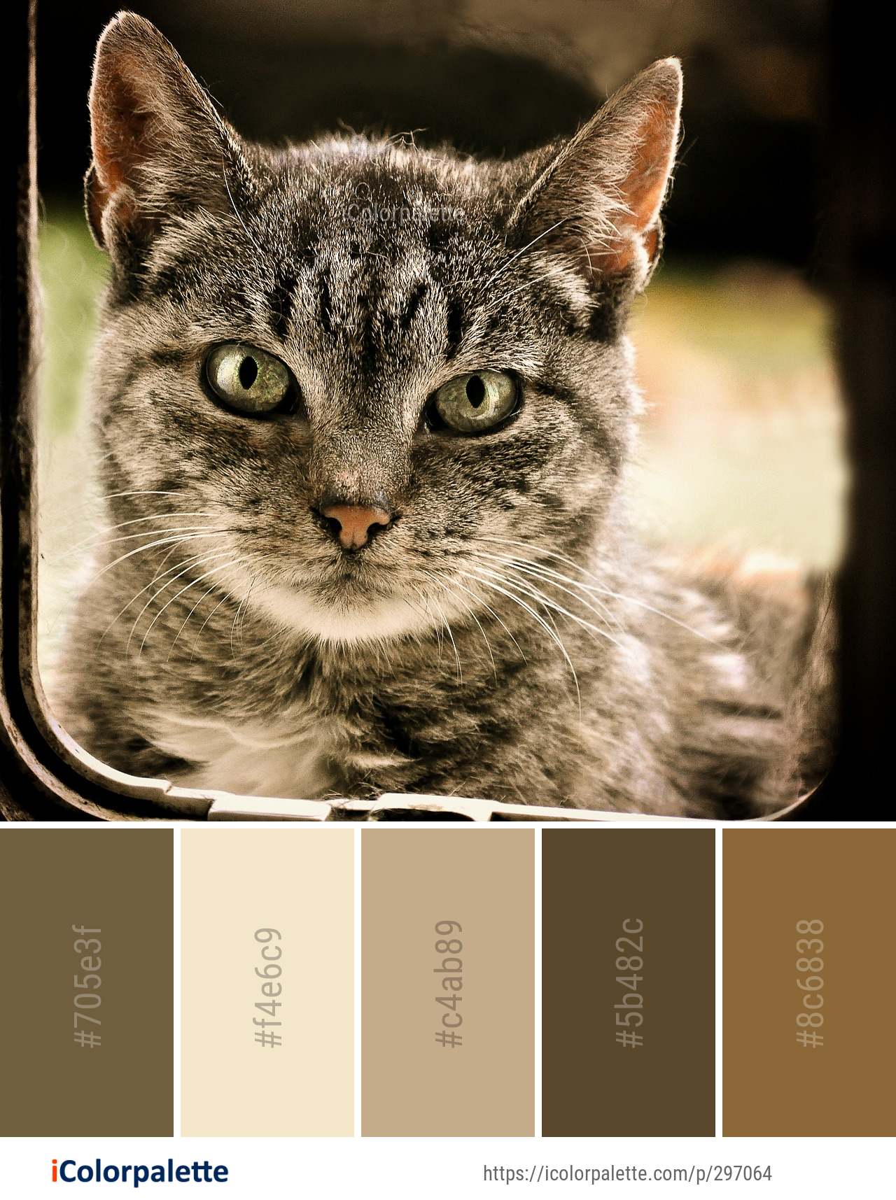 Color Palette Ideas from Cat Whiskers Fauna Image | iColorpalette