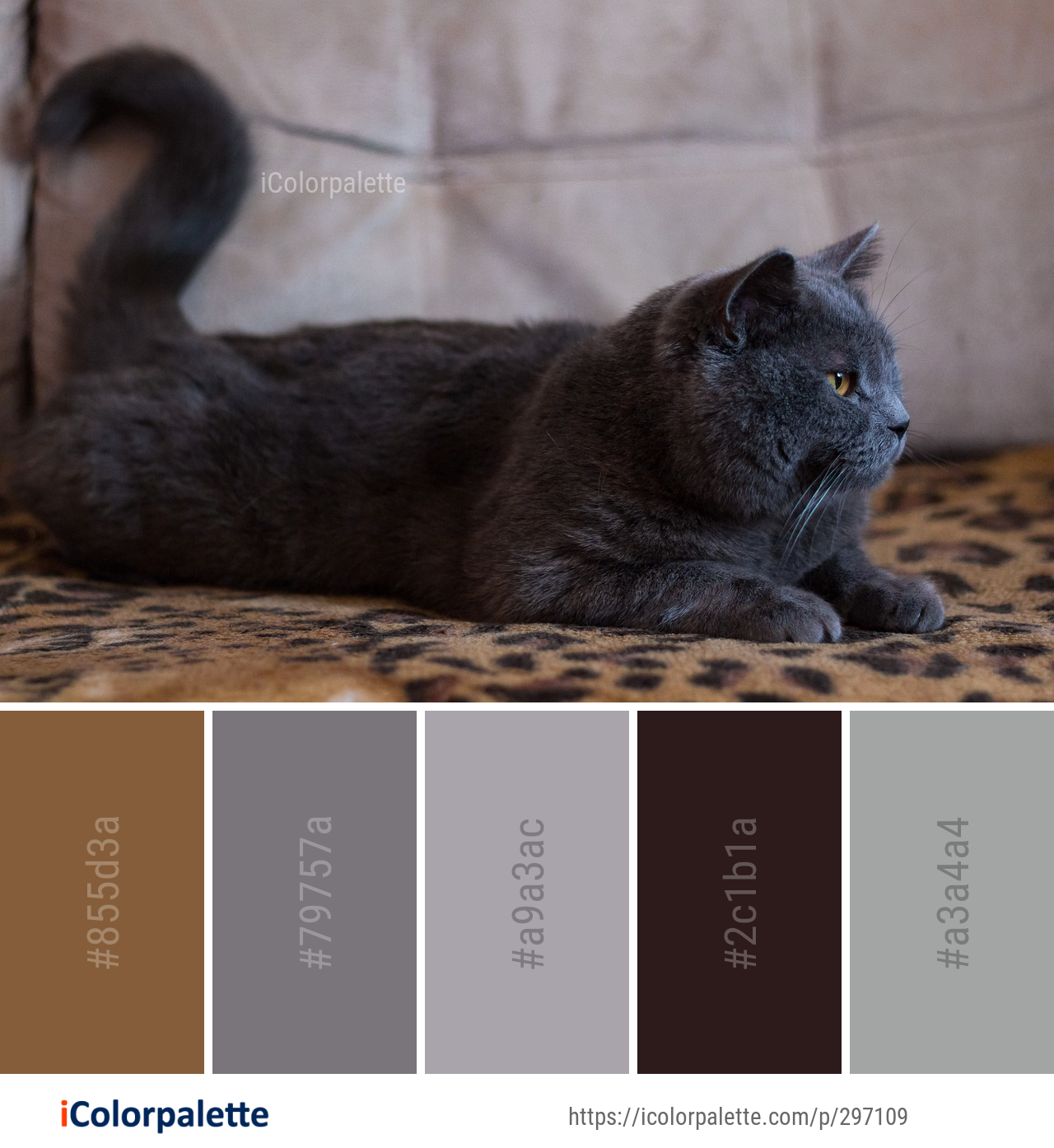 British Shorthair Color Palette How To Identify British Shorthair
