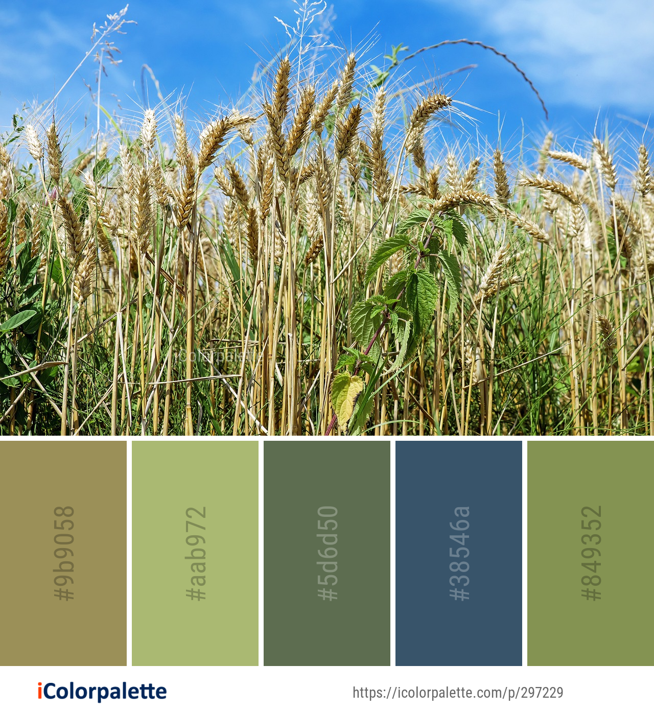 Color Palette Ideas from Food Grain Wheat Grass Family Image ...