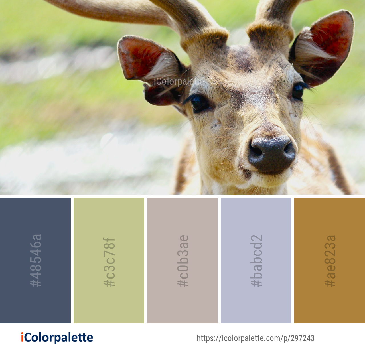 Color Palette Ideas from Wildlife Deer Fauna Image | iColorpalette