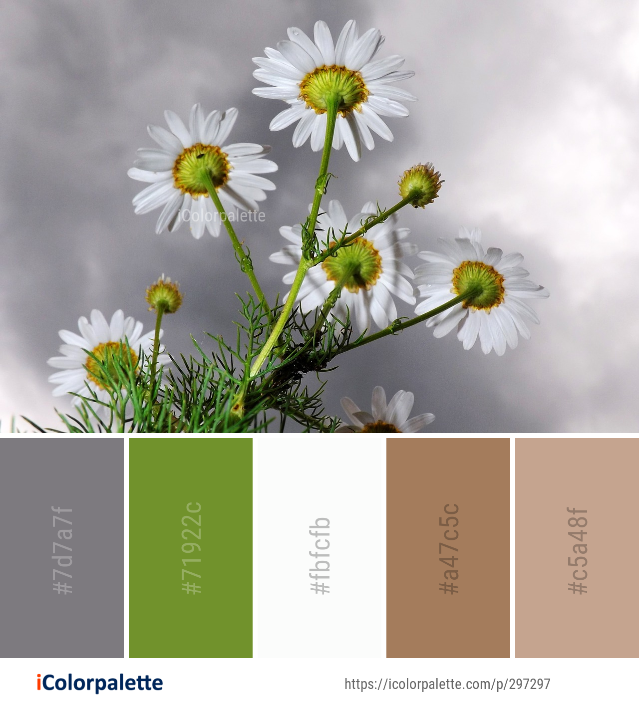 Color Palette Ideas from Flower Daisy Chamaemelum Nobile Image ...
