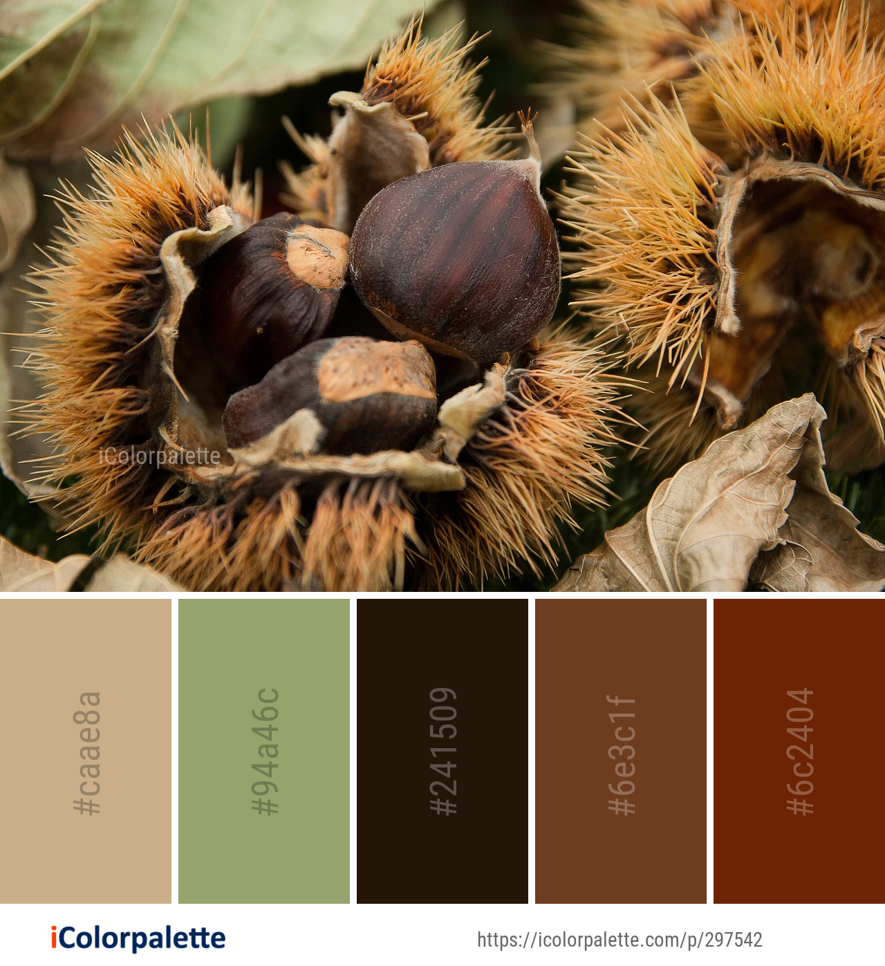 Color Palette Ideas from Chestnut Close Up Nut Image | iColorpalette
