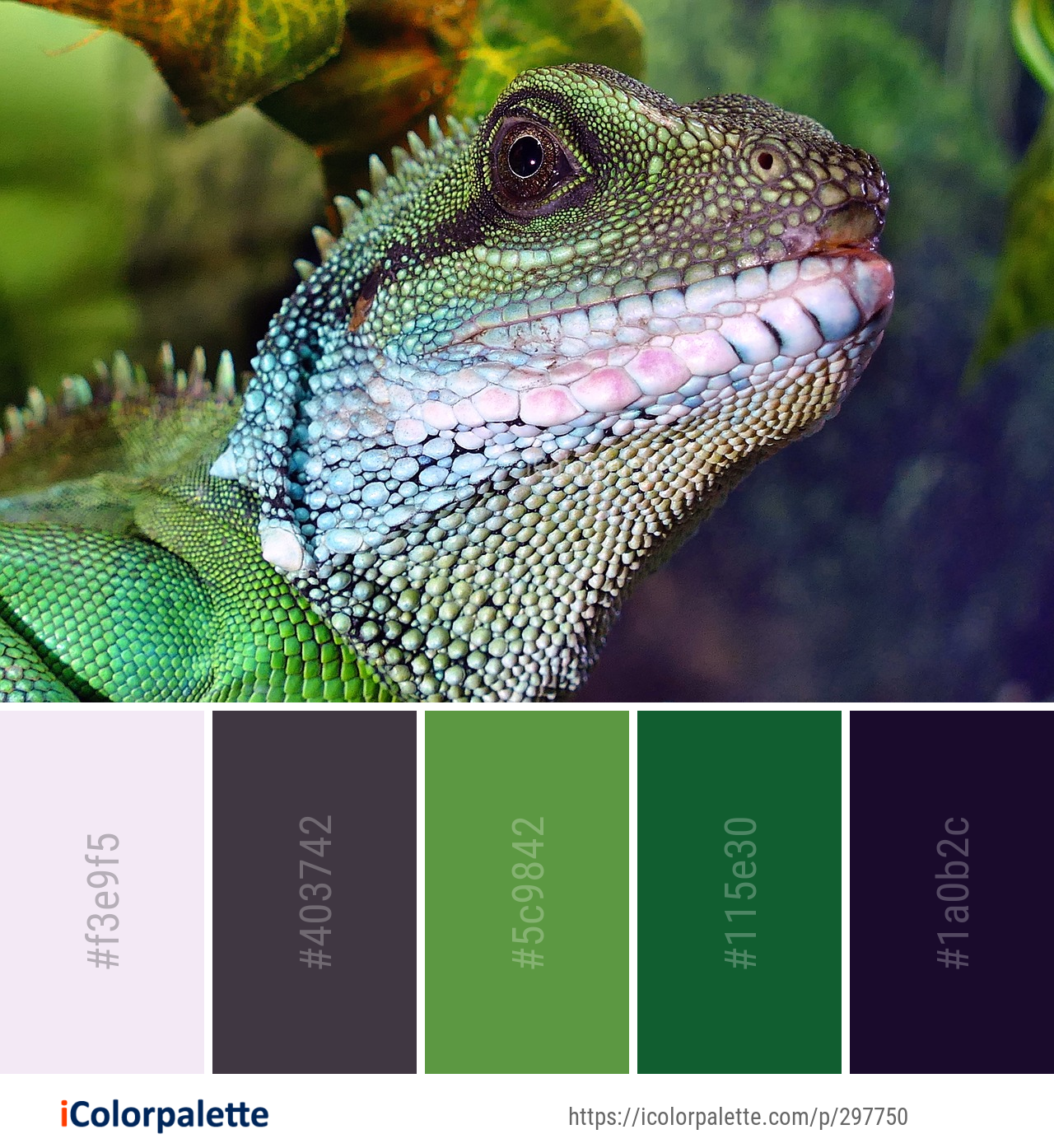 Color Palette Ideas from Reptile Scaled Iguania Image | iColorpalette