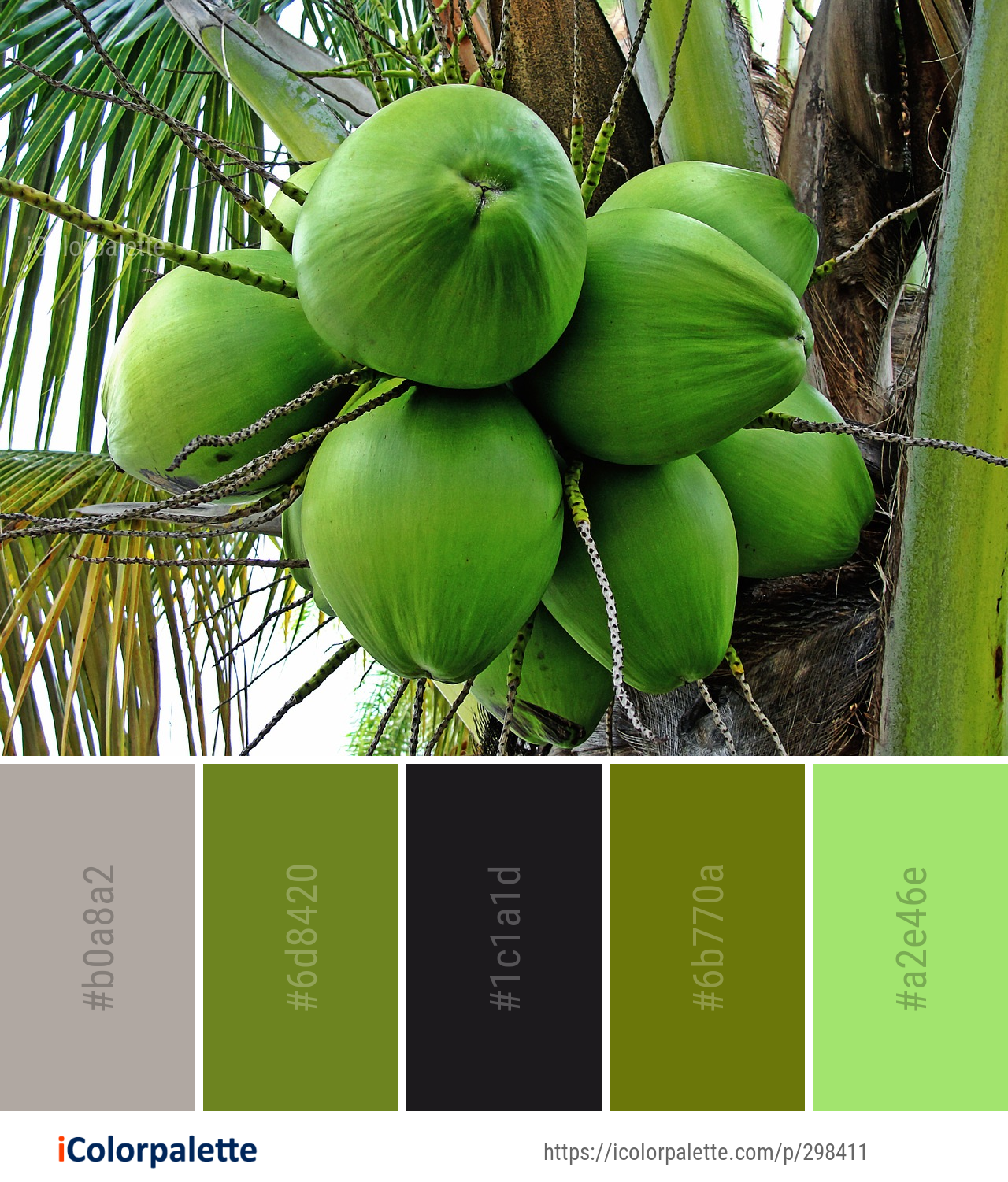 Color Palette Ideas from Vegetation Leaf Coconut Image | iColorpalette