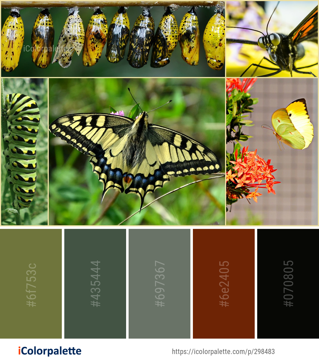 Color Palette Ideas from Butterfly Moths And Butterflies Insect Image ...