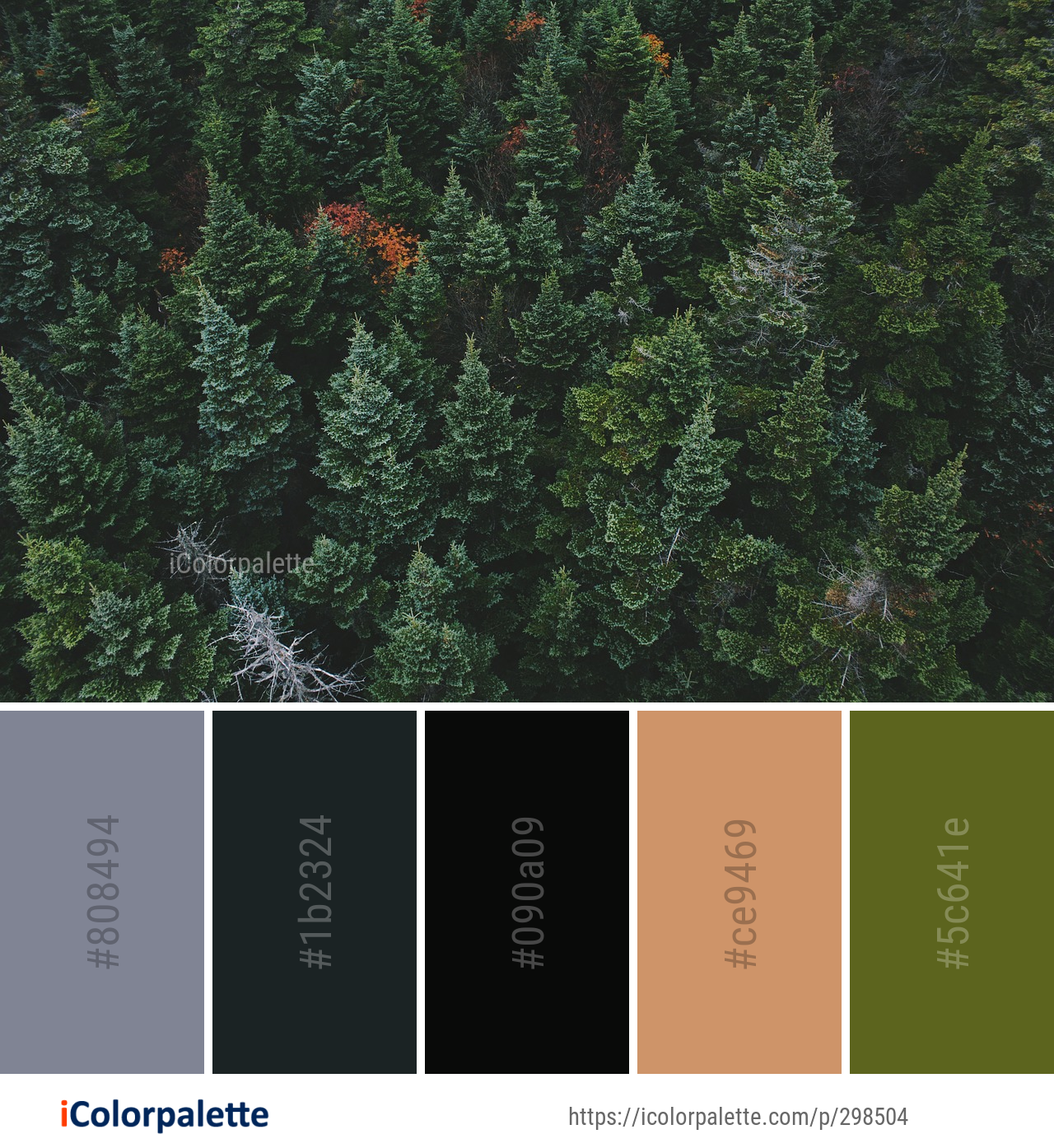 Color Palette Ideas from Vegetation Ecosystem Tree Image | iColorpalette