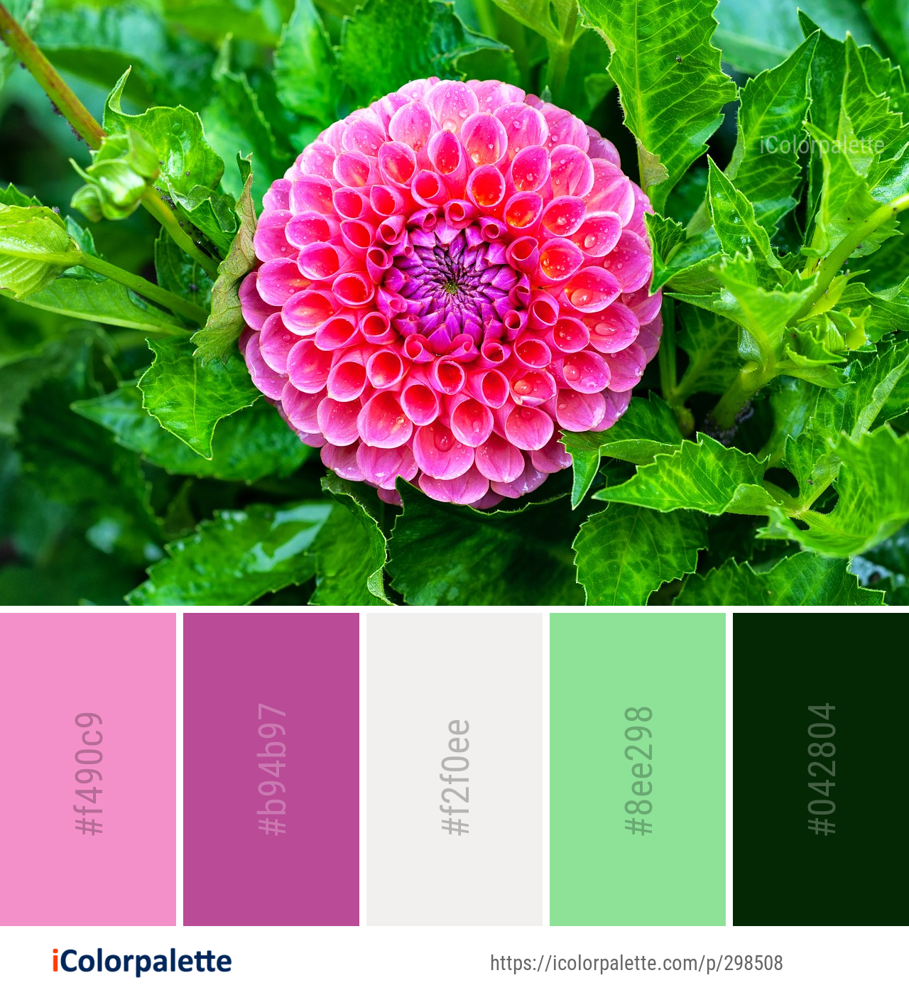 Color Palette Ideas from Flower Plant Flowering Image | iColorpalette