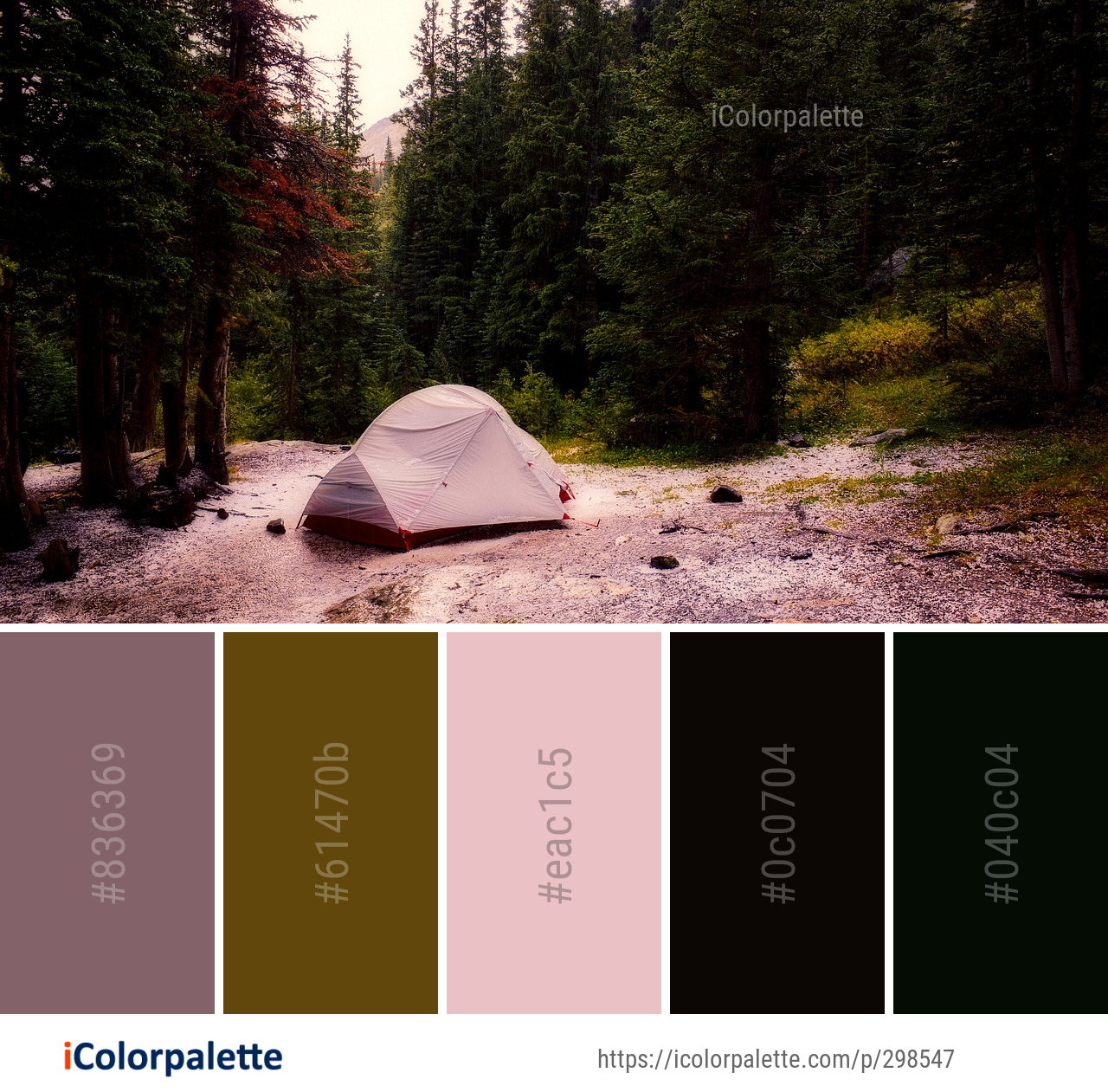 Color Palette Ideas from Nature Wilderness Forest Image | iColorpalette