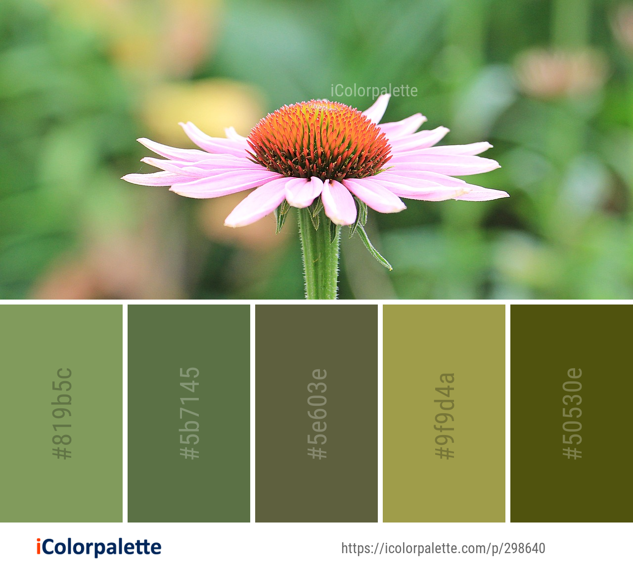 Color Palette Ideas from Flower Coneflower Flora Image | iColorpalette